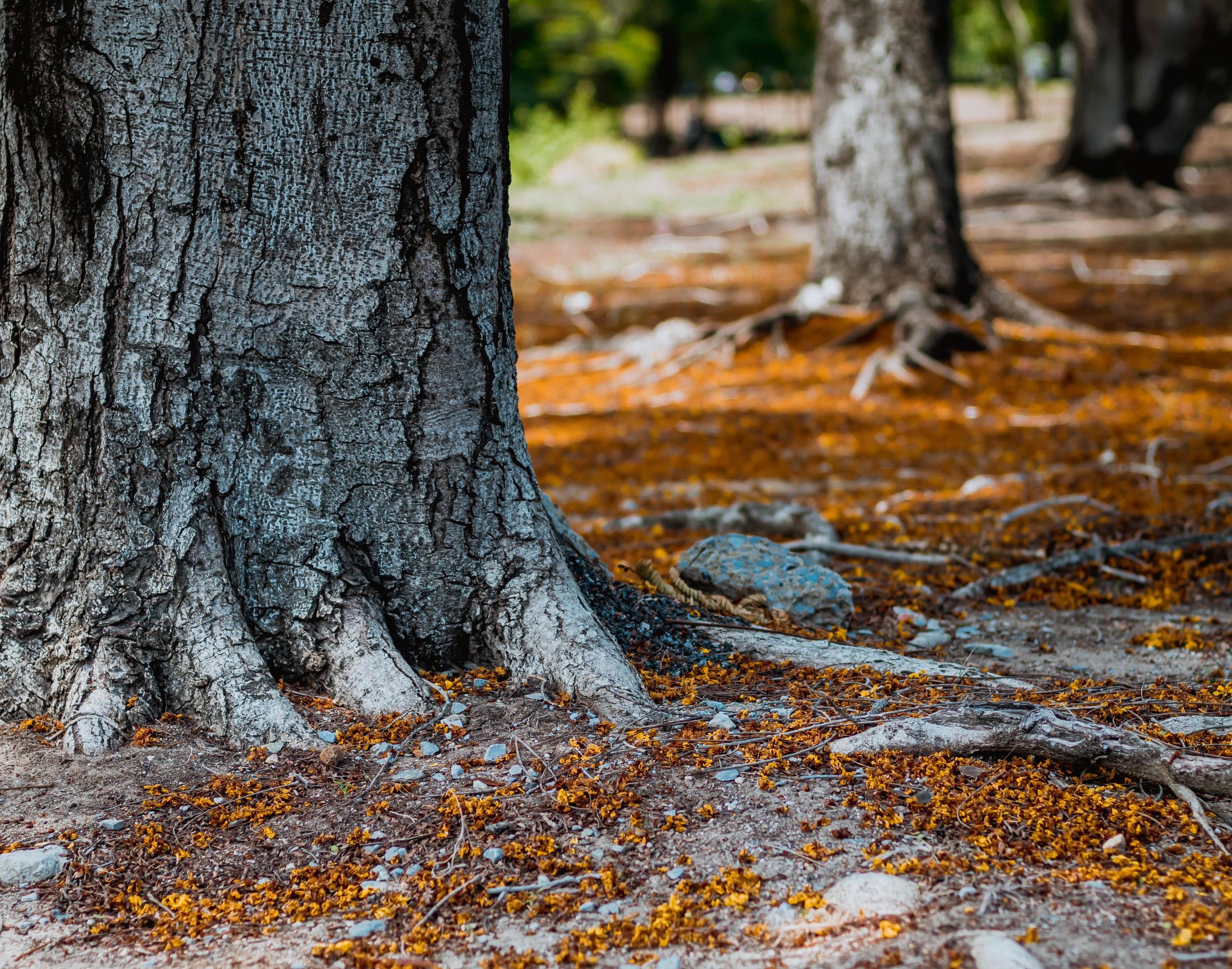 Oak Tree Roots Above Ground