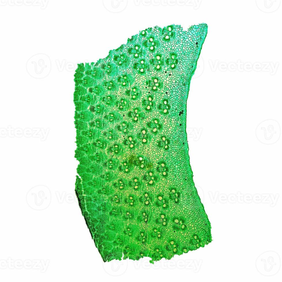 Bamboo stem micrograph 5228835 Stock Photo at Vecteezy Bamboo stem micrograph 5228835 Stock Photo at Vecteezy