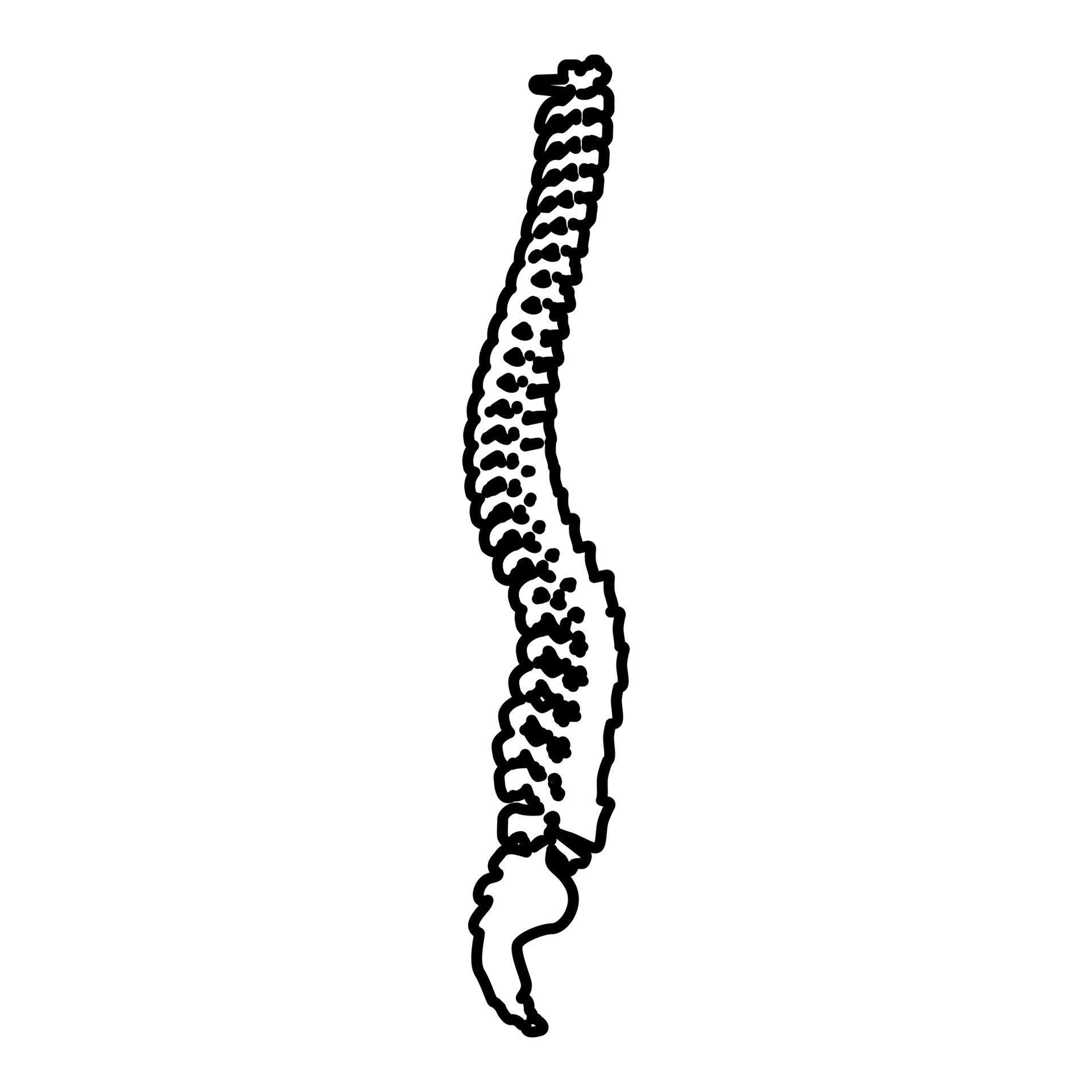 Spinal vertebral column spine backbone contour outline icon black color ... Spinal vertebral column spine backbone contour outline icon black color ...