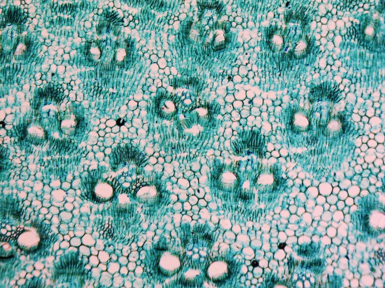 Bamboo stem micrograph 5229546 Stock Photo at Vecteezy Bamboo stem micrograph 5229546 Stock Photo at Vecteezy