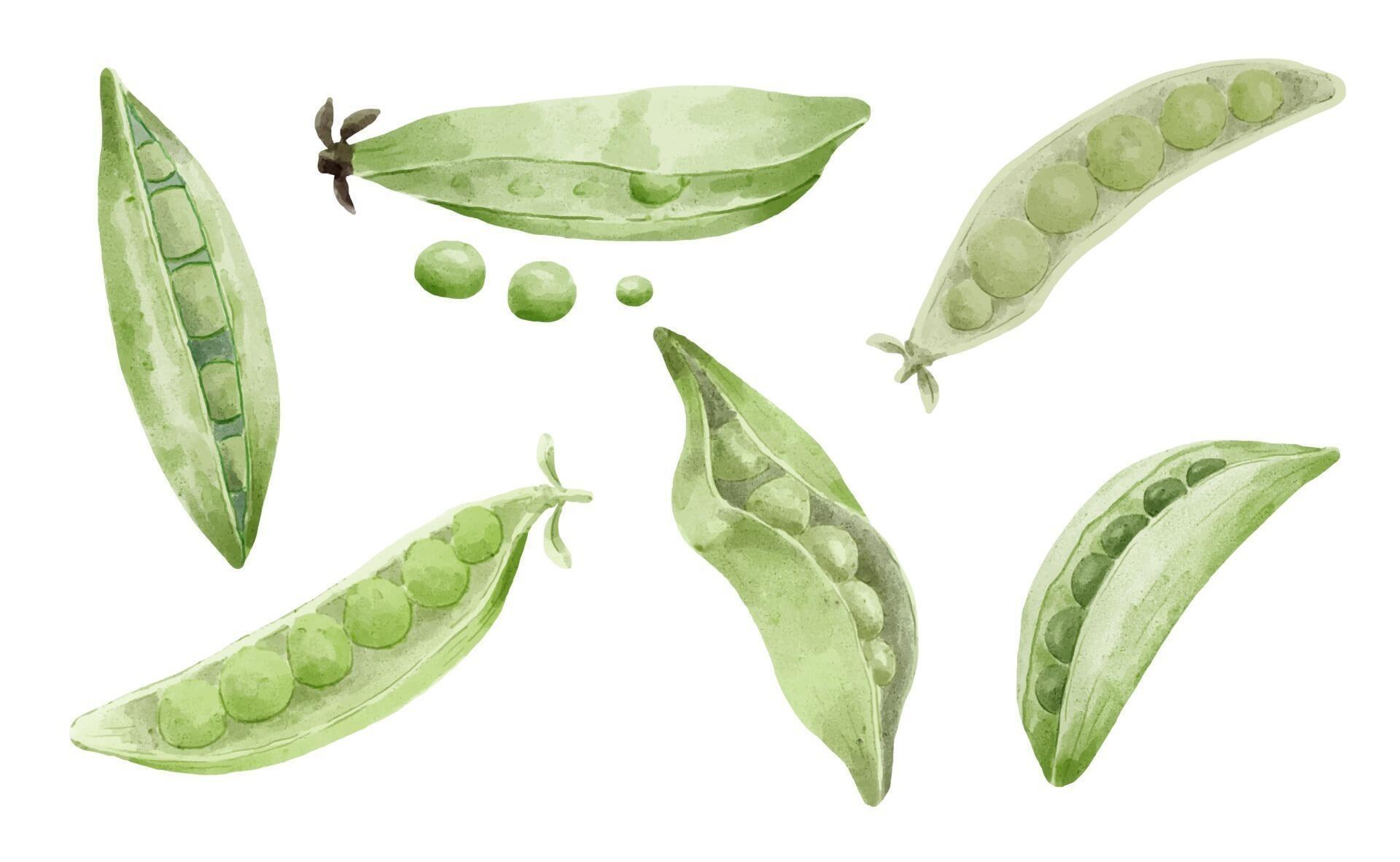 Green peas and pea pod watercolors paint 5239052 Vector Art at Vecteezy