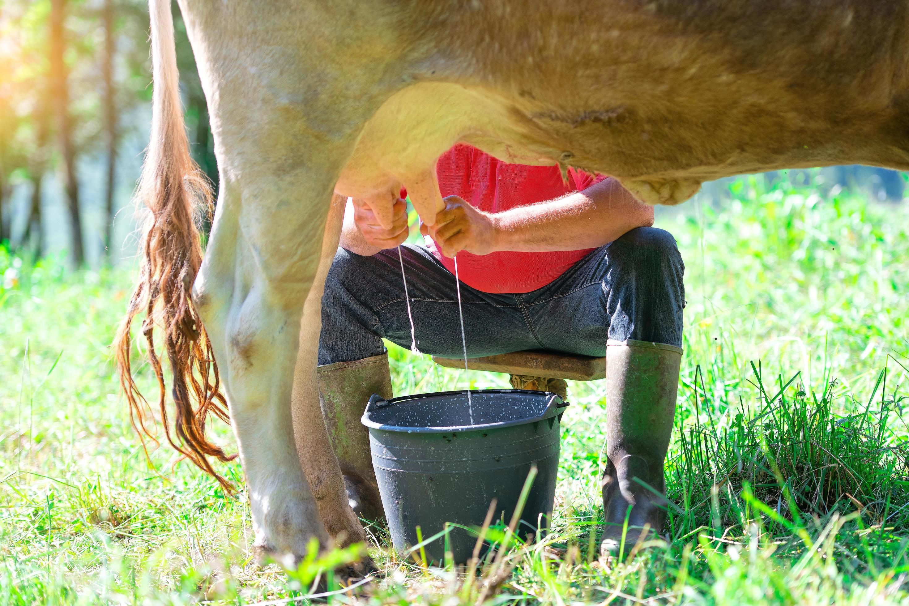 Man Drinking Milk From Cow