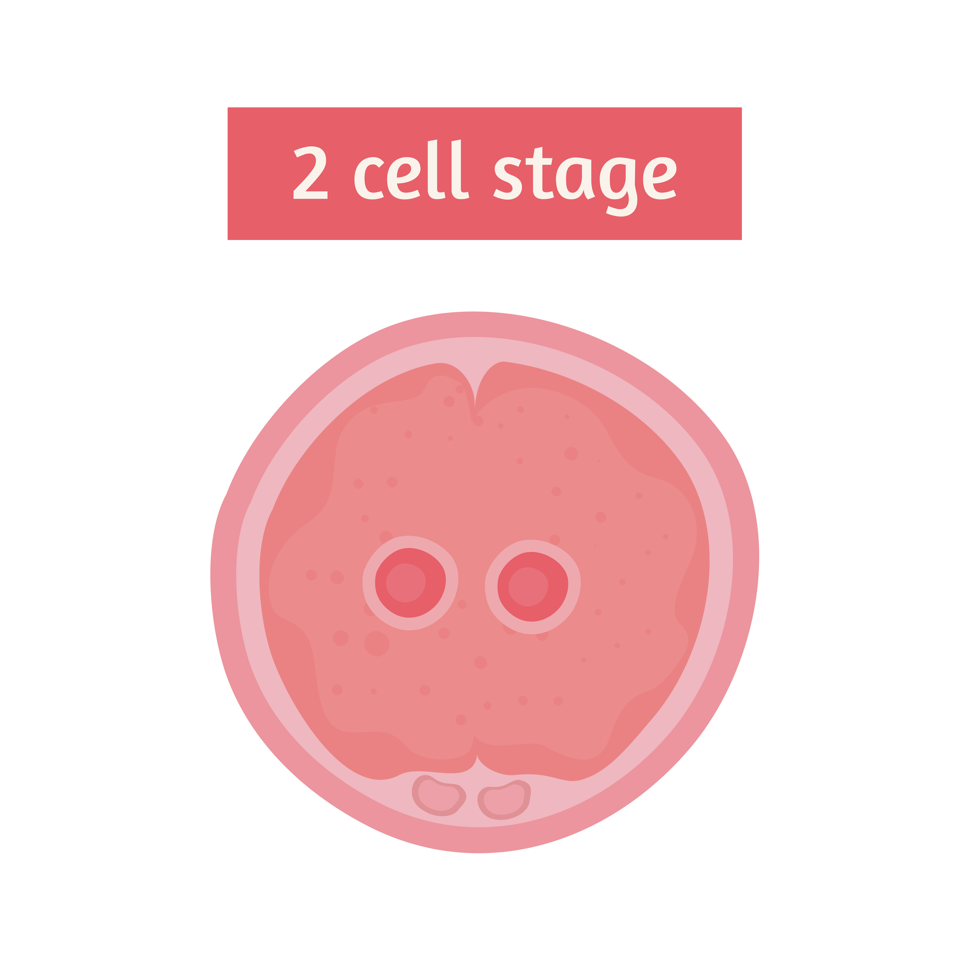 Two Cell Stage
