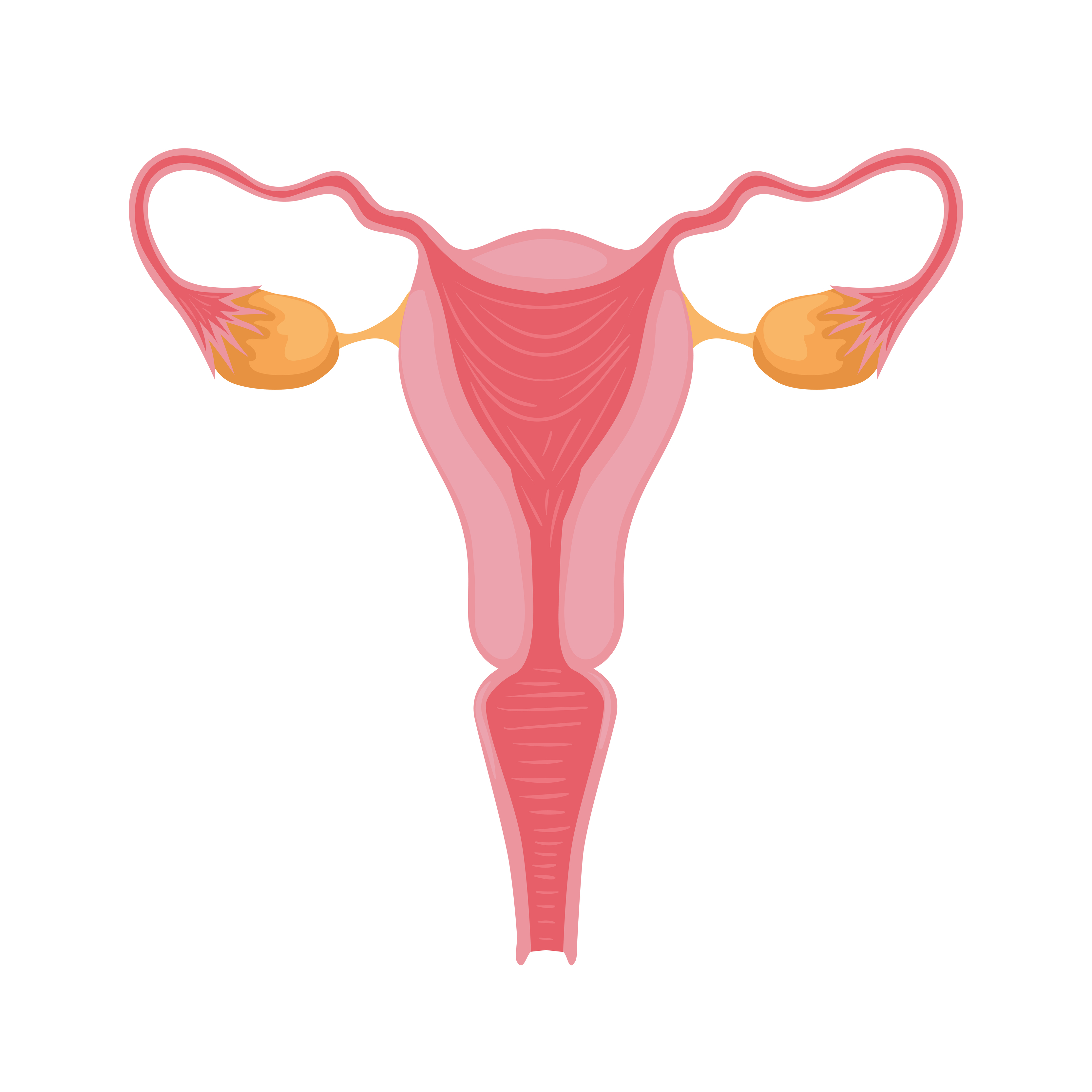 Female Reproductive System 5262538 Vector Art At Vecteezy