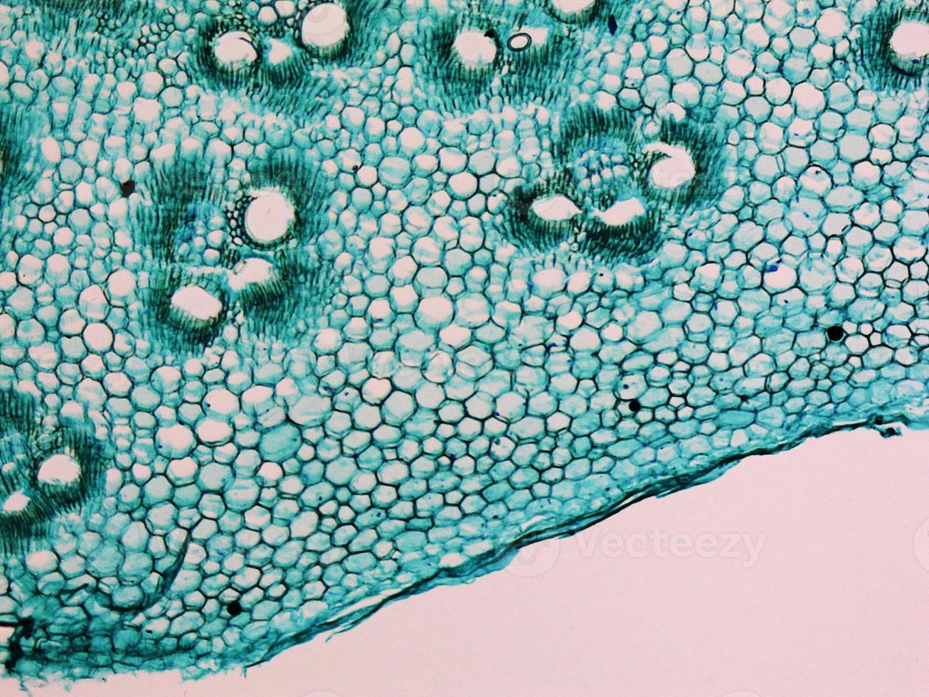 Bamboo stem micrograph 5371474 Stock Photo at Vecteezy Bamboo stem micrograph 5371474 Stock Photo at Vecteezy