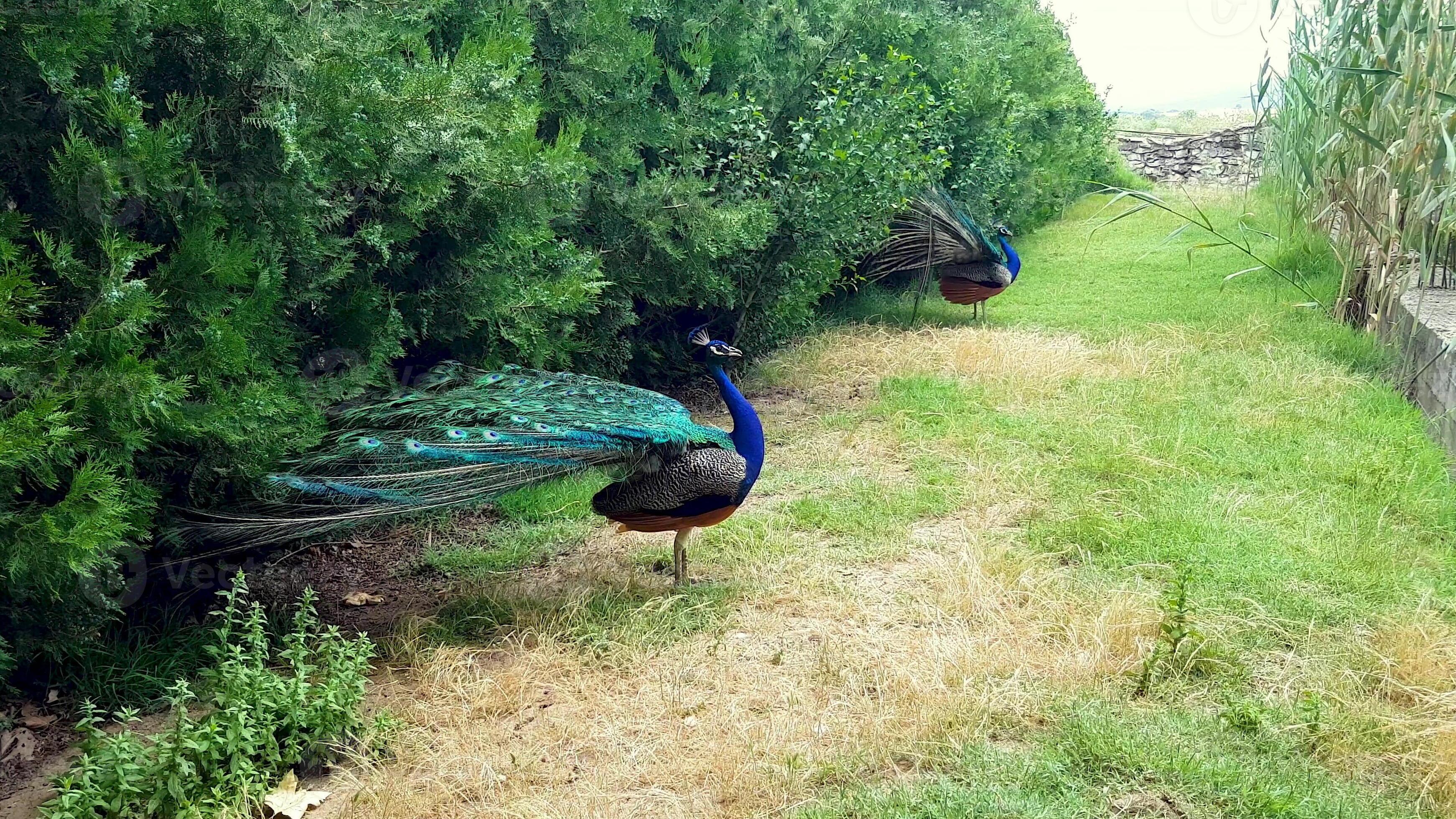 Elegant Peacocks Walking Around At The Lawn In A Park In Bulgaria