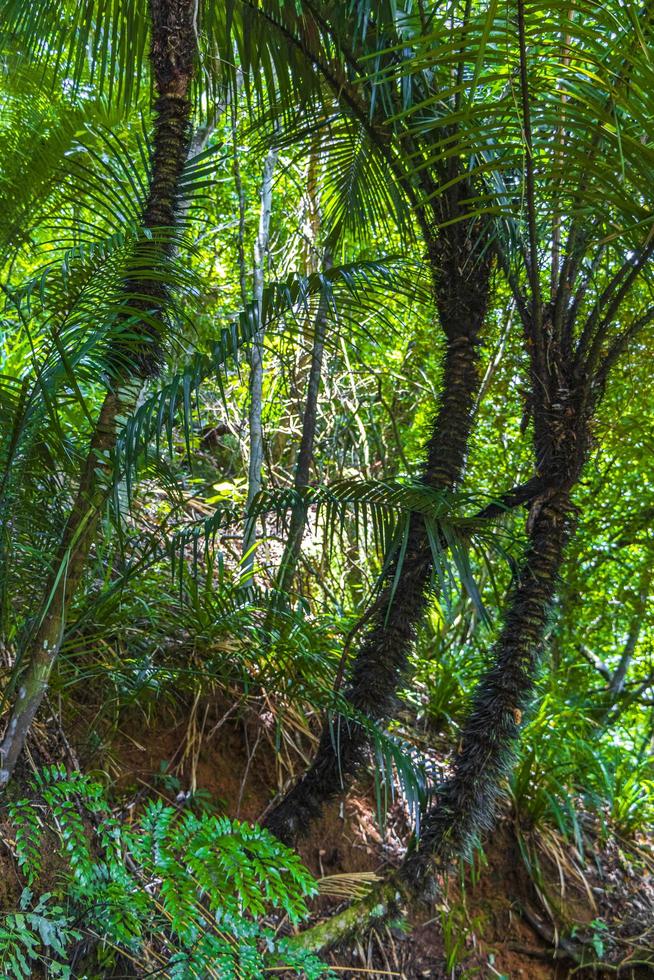 palmeras en el bosque natural de la selva tropical ilha grande brasil ...