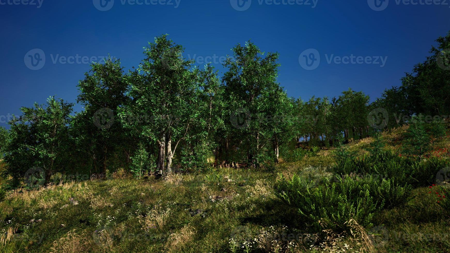 Scenic panoramic view of idyllic rolling hills landscape with blooming ...