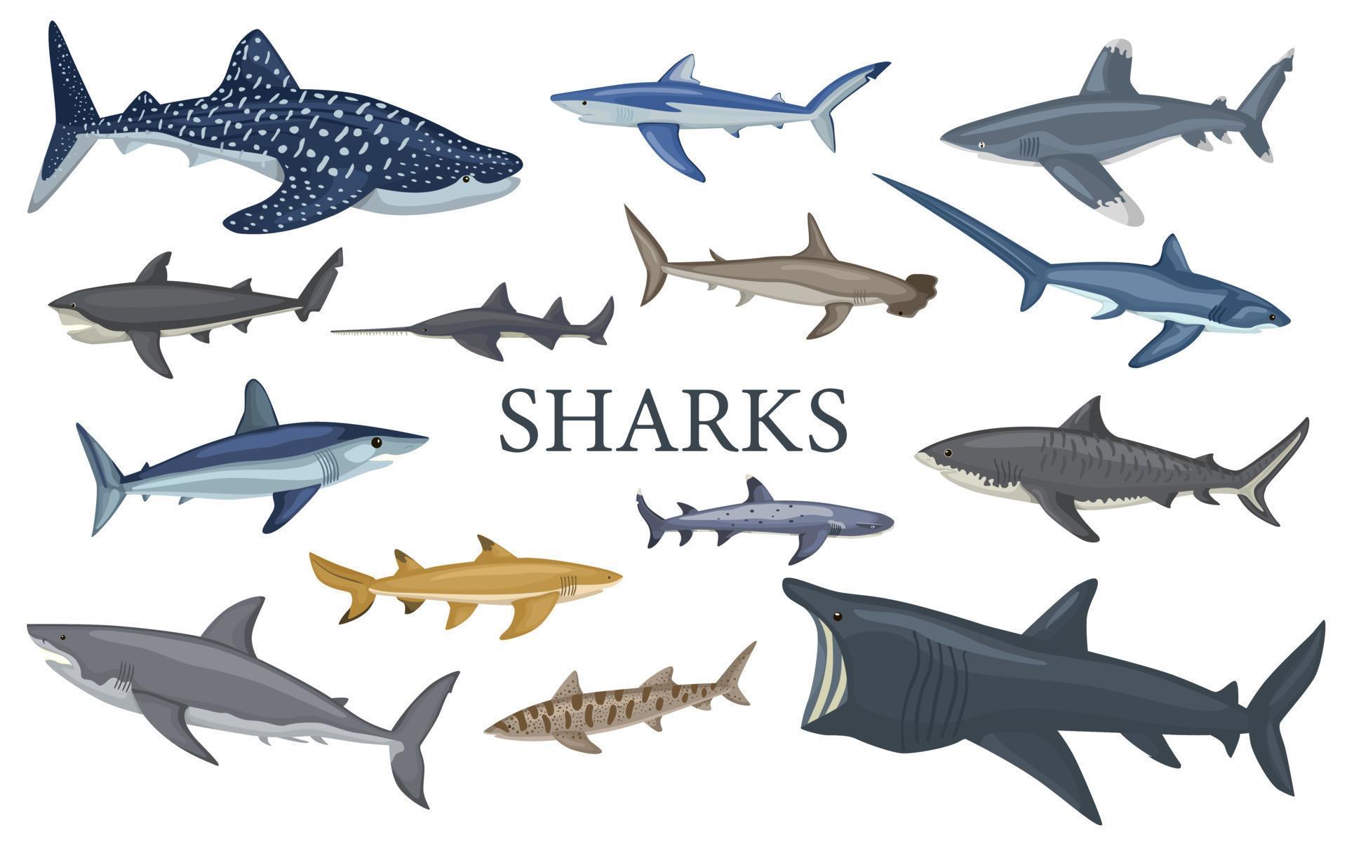 Set shark isolated on white background in flat. Different kind of ...