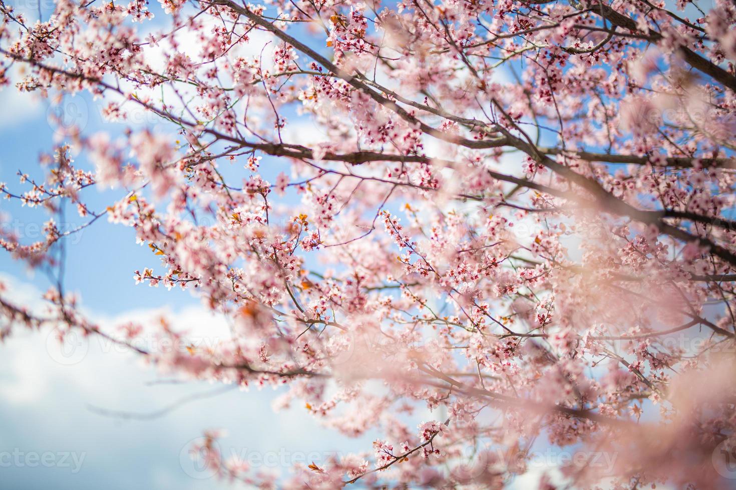 Beautiful spring nature scene with pink blooming tree. Fantastic ...