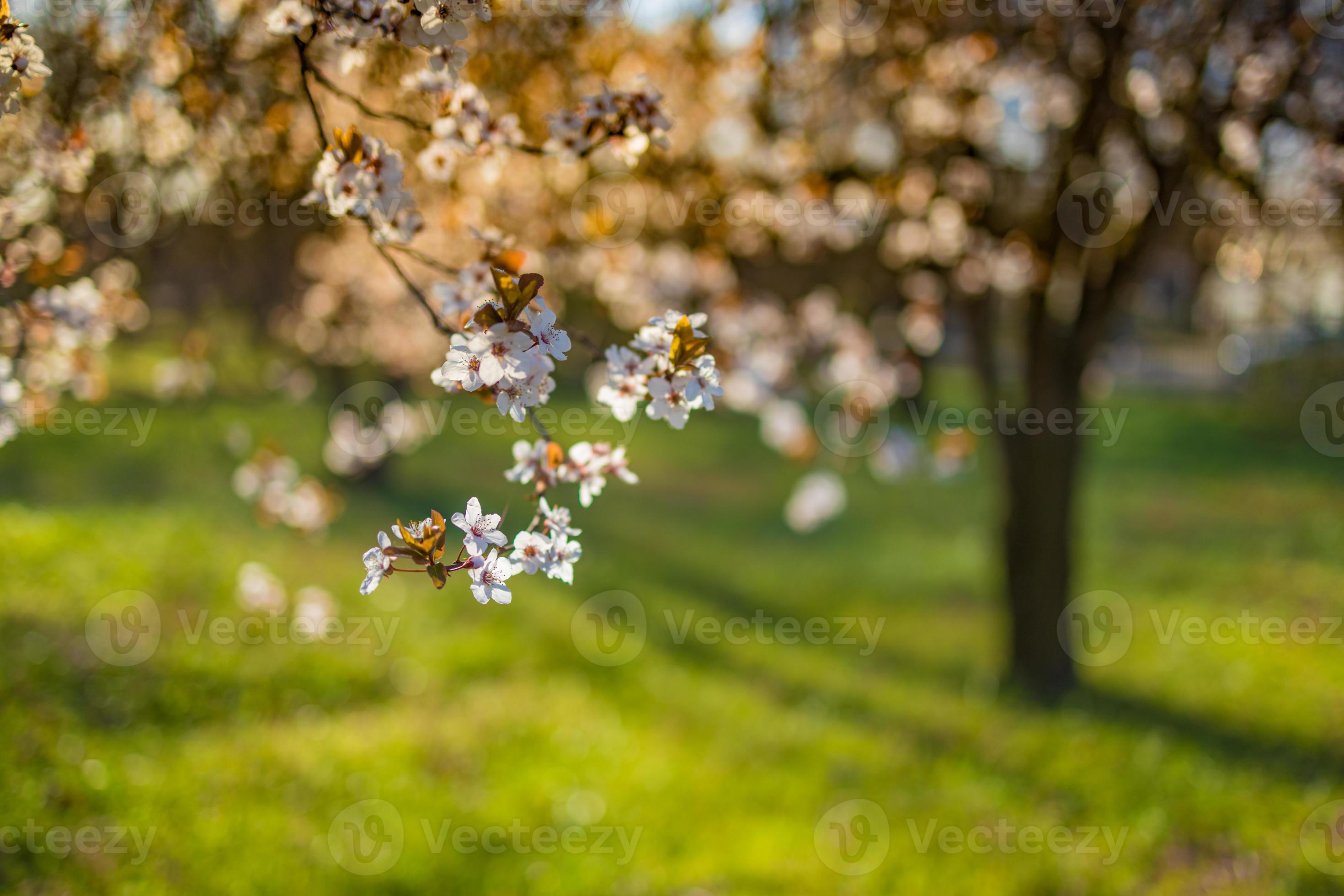 Beautiful spring nature scene with pink blooming tree. Fantastic ...