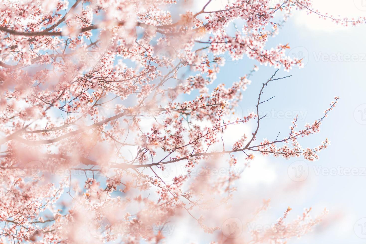 Beautiful spring nature scene with pink blooming tree. Fantastic ...