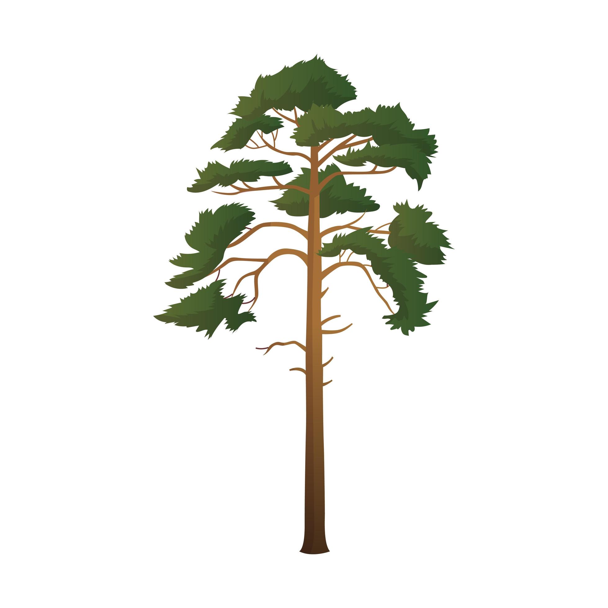 Realistic green tall pine tree isolated on white background - Vector ...