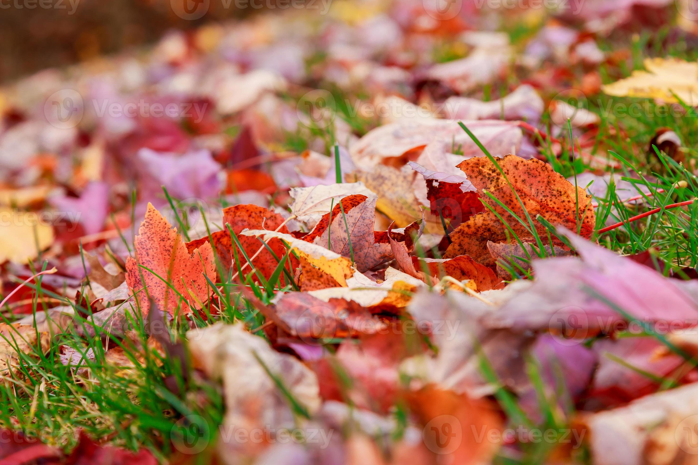 Ray Of Sunlight On The Fallen Autumn Leaves 6043657 Stock Photo At ray-of-sunlight-on-the-fallen-autumn-leaves-6043657-stock-photo-at