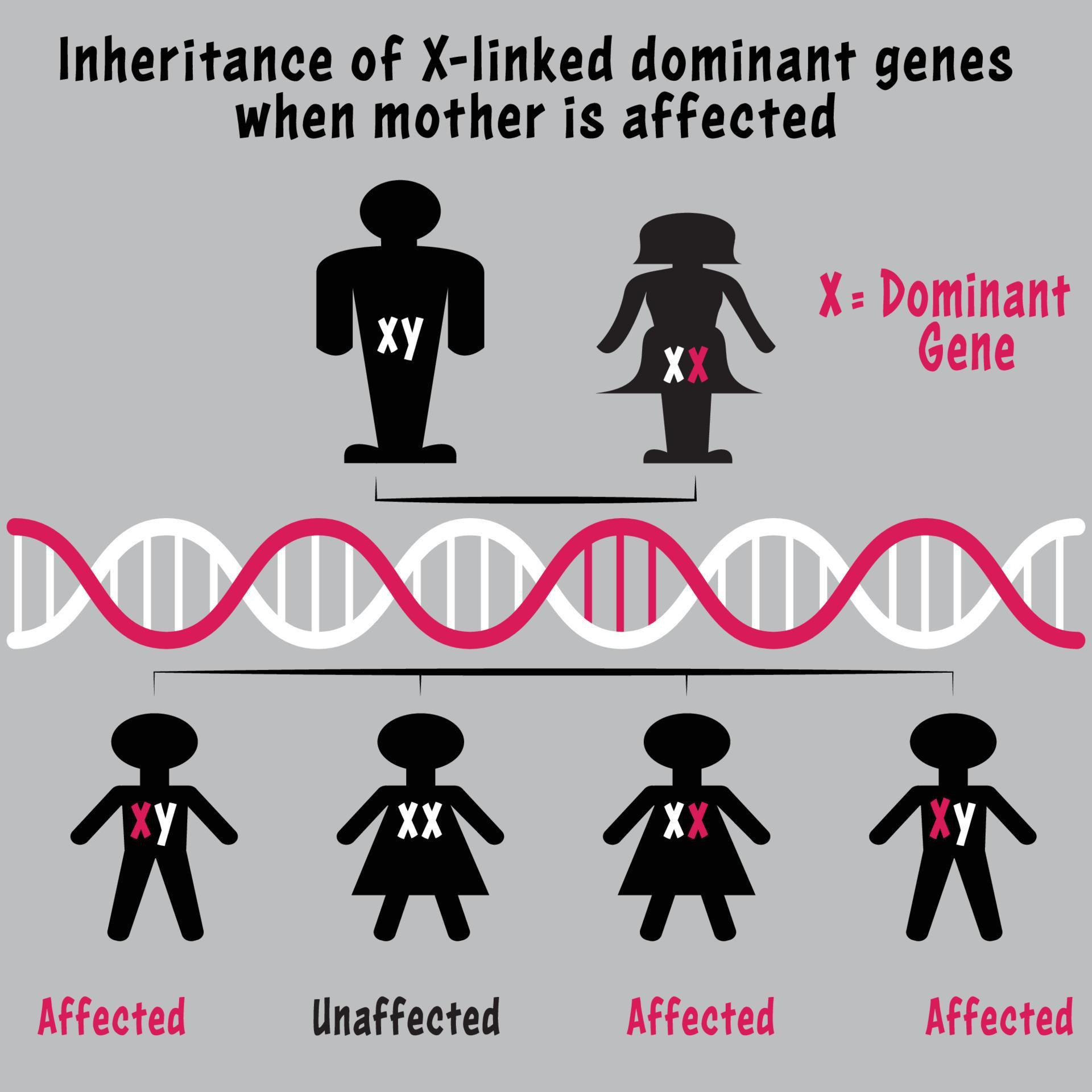 x-linked chromosome genetic inheritance 6126943 Vector Art at Vecteezy
