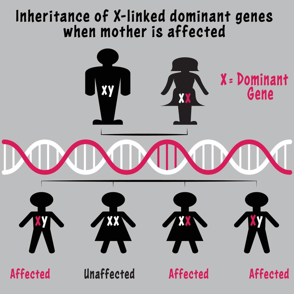 x-linked chromosome genetic inheritance 6126943 Vector Art at Vecteezy