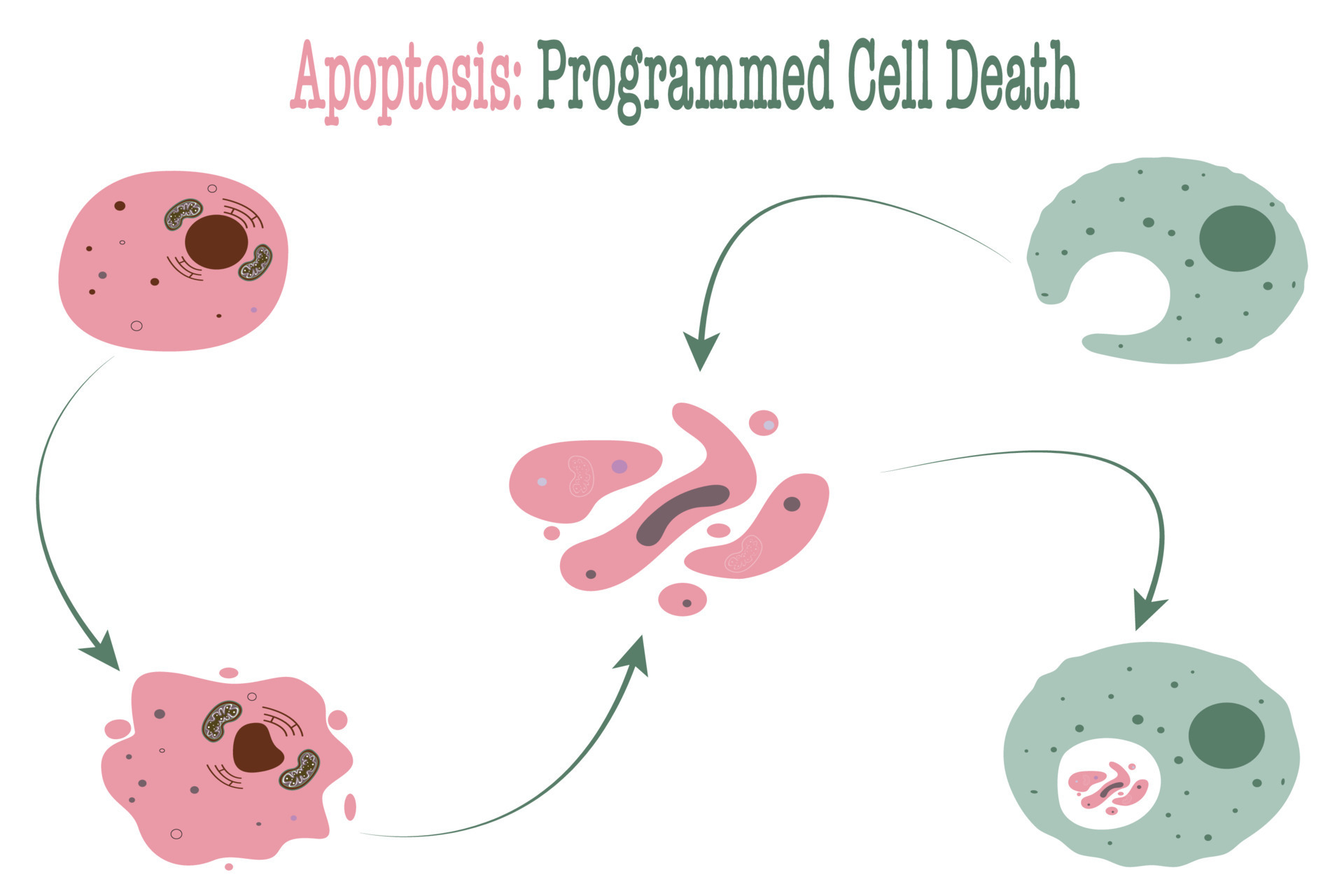 Apoptosis Programmed Cell Death 6127830 Vector Art at Vecteezy Apoptosis Programmed Cell Death 6127830 Vector Art at Vecteezy