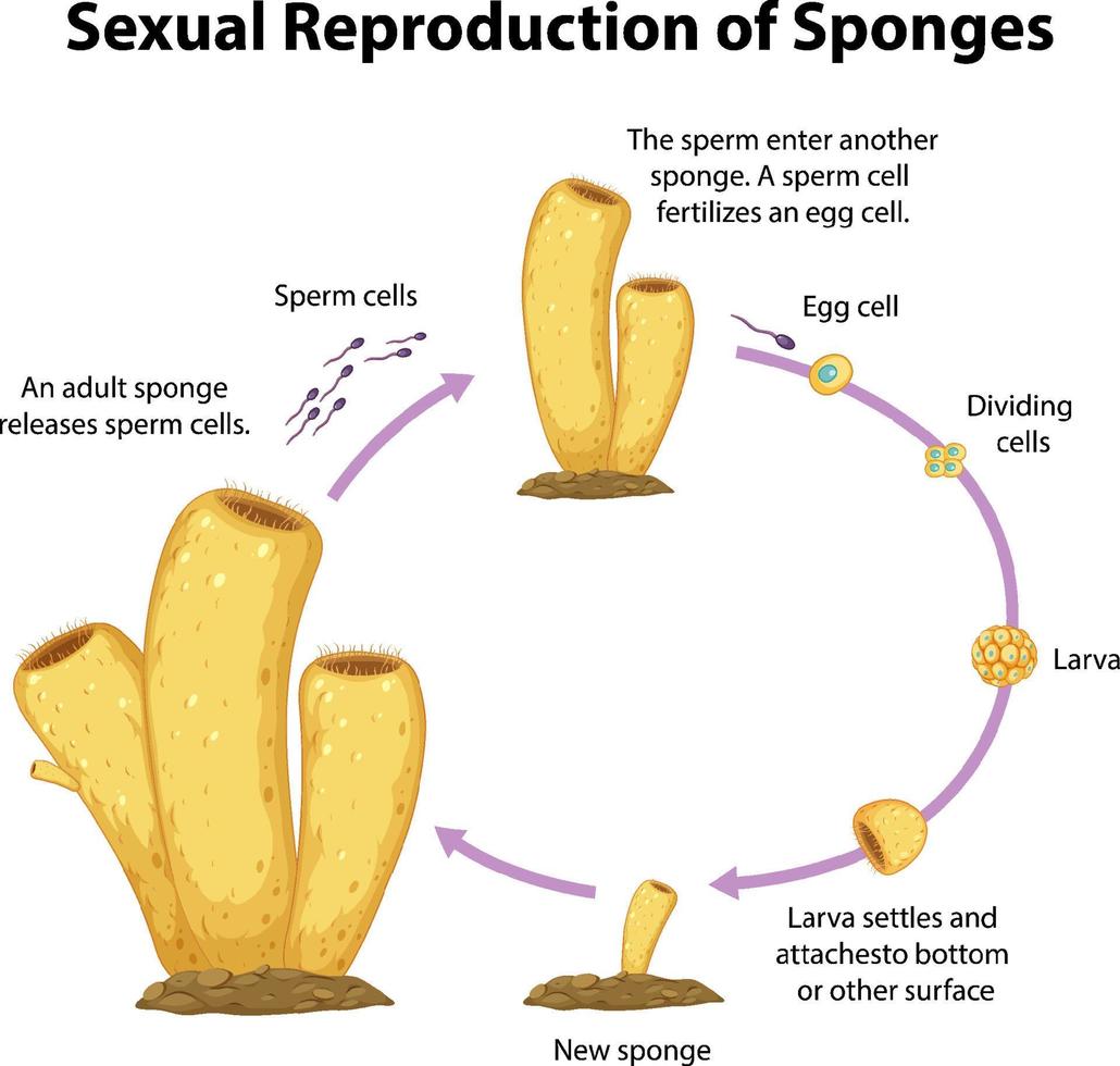 Diagrama Que Muestra La Reproducción Sexual En Esponjas 6159108 Vector