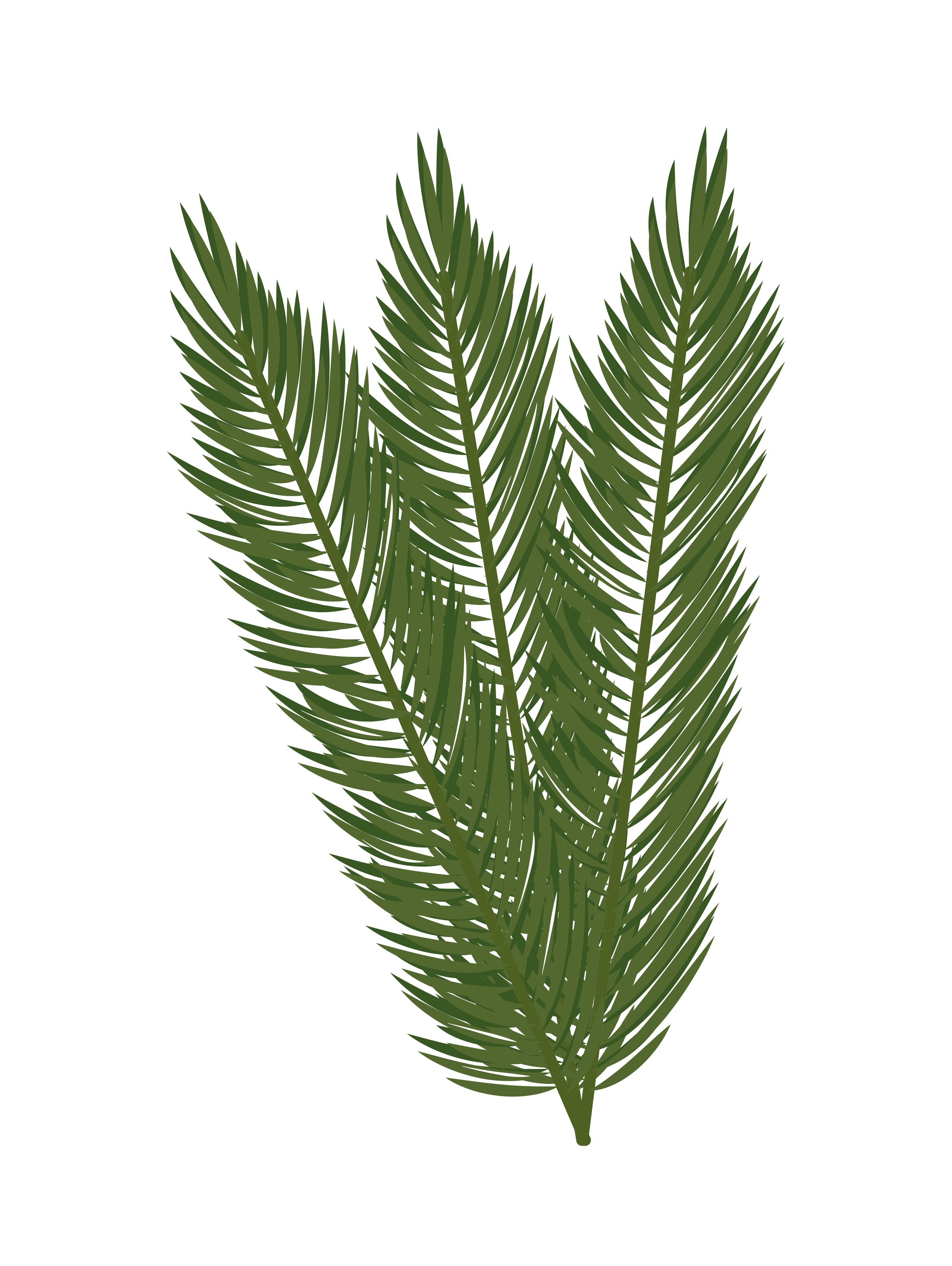 branch pine tree 6162024 Vector Art at Vecteezy