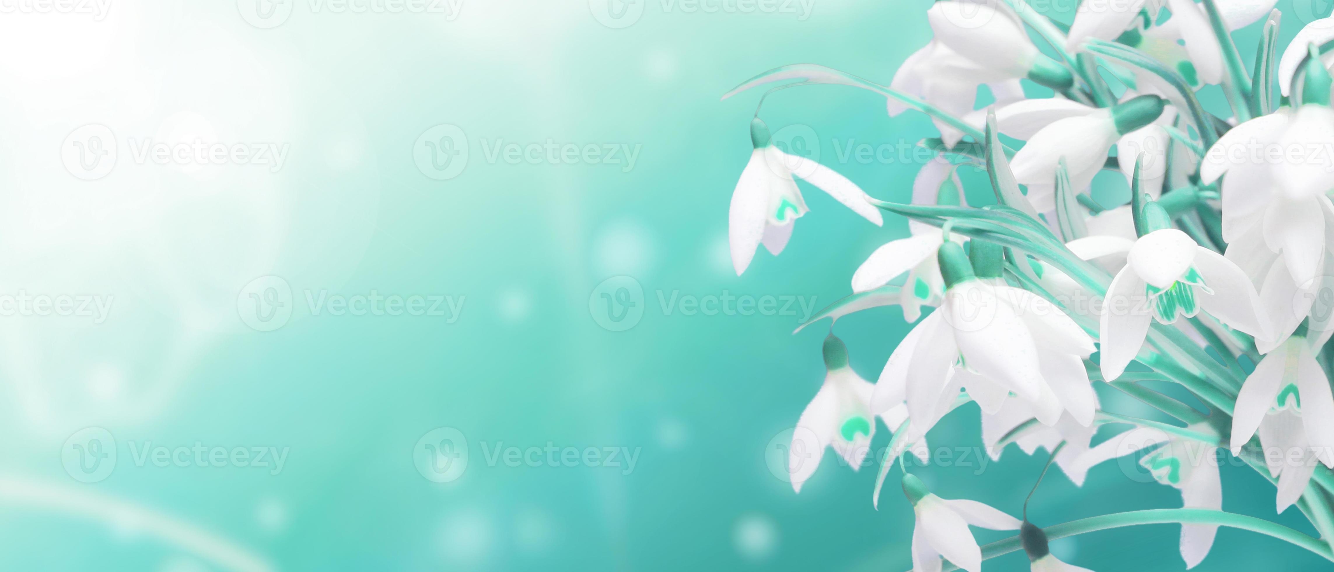 Lots of snowdrops in the first days of spring 6192565 Stock Photo at Vecteezy