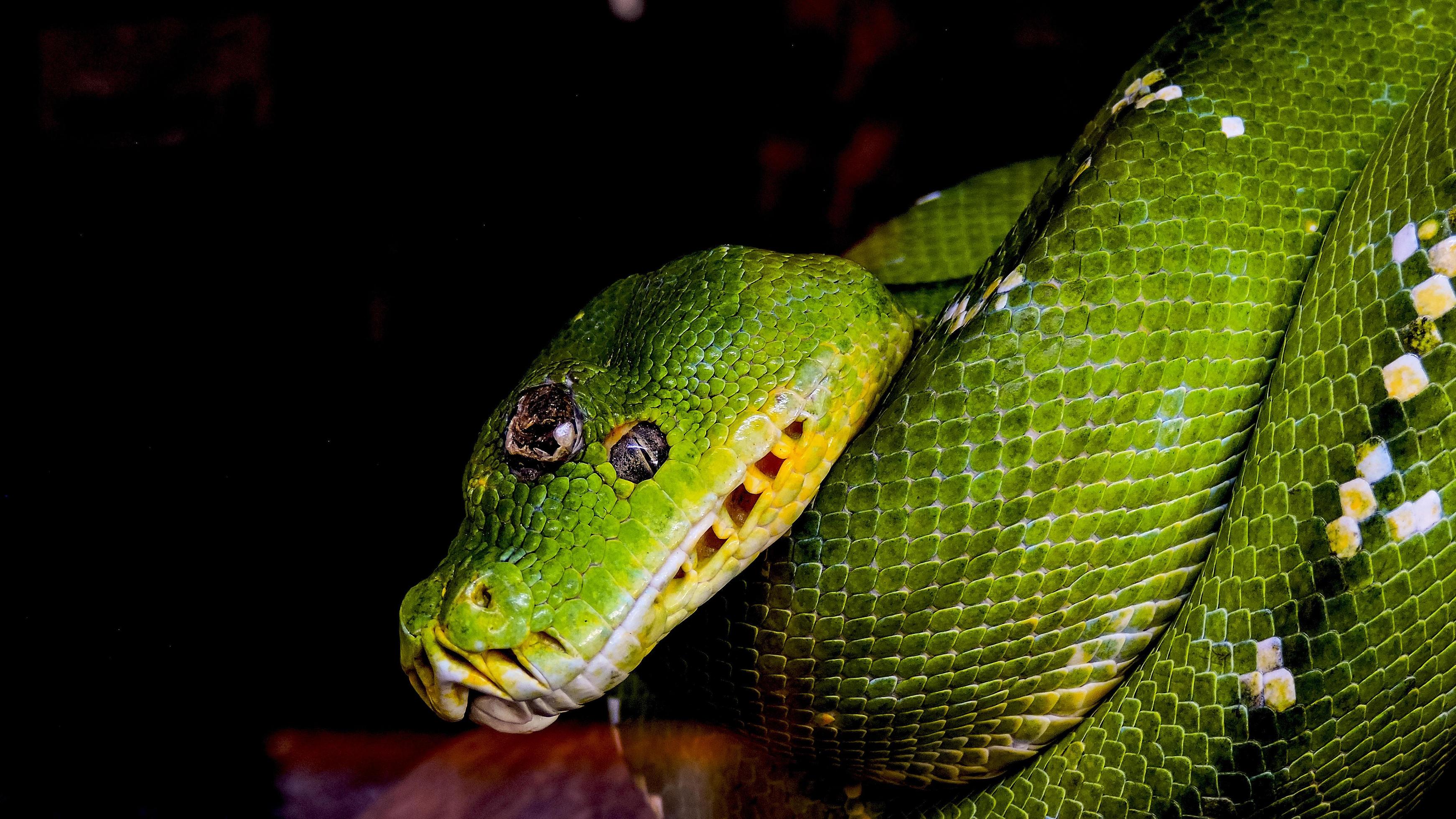 green viper snake 6278288 Stock Photo at Vecteezy