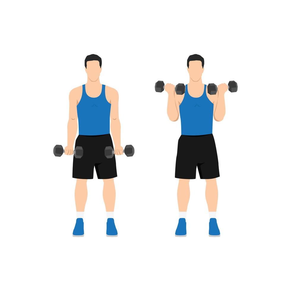 Man doing standing dumbbell bicep curls. Flat vector illustration isolated on different layers ...