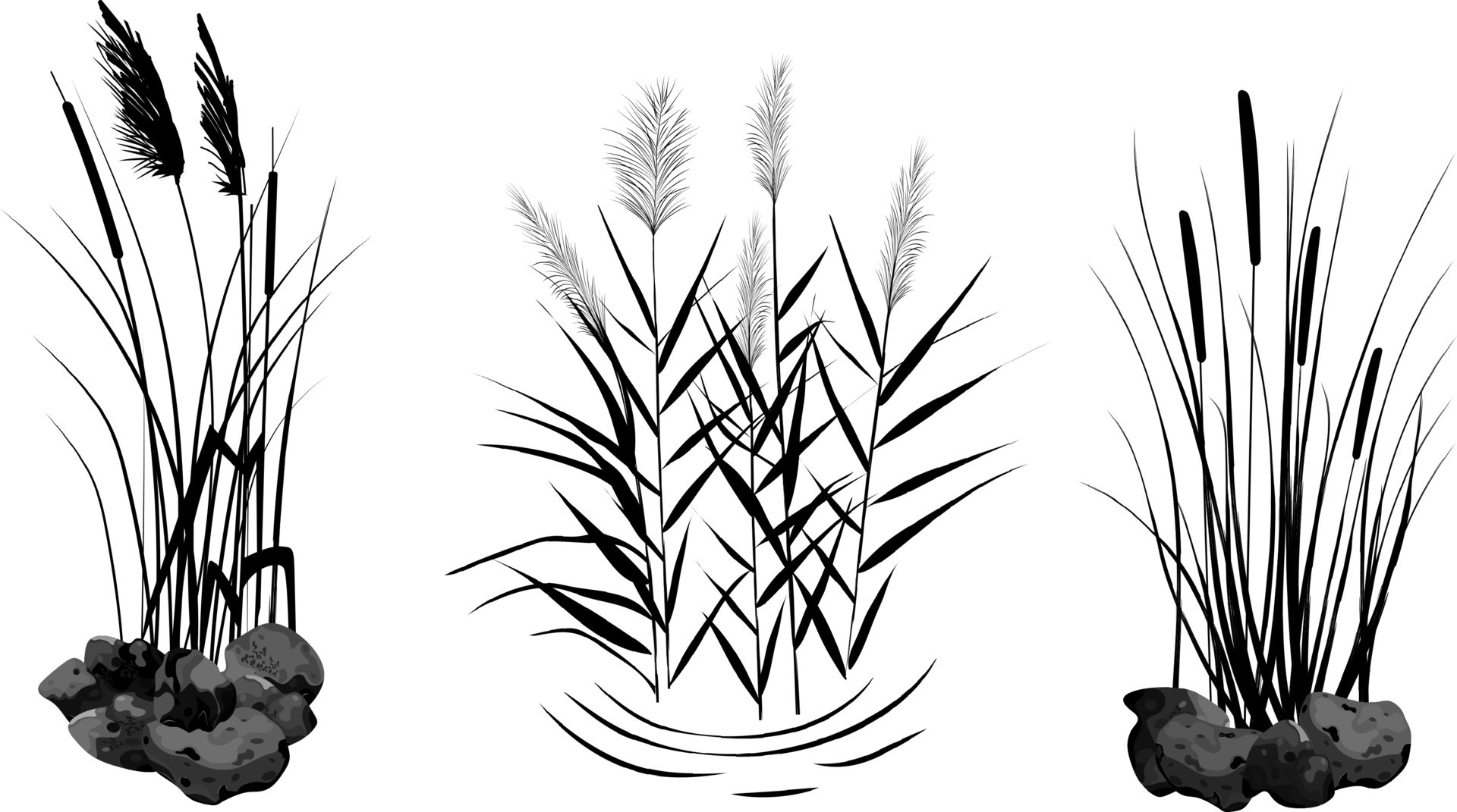 Hand Drawn Reed Or Pampas Grass Surrounded By Gray Stones Cane Silhouette On White Background
