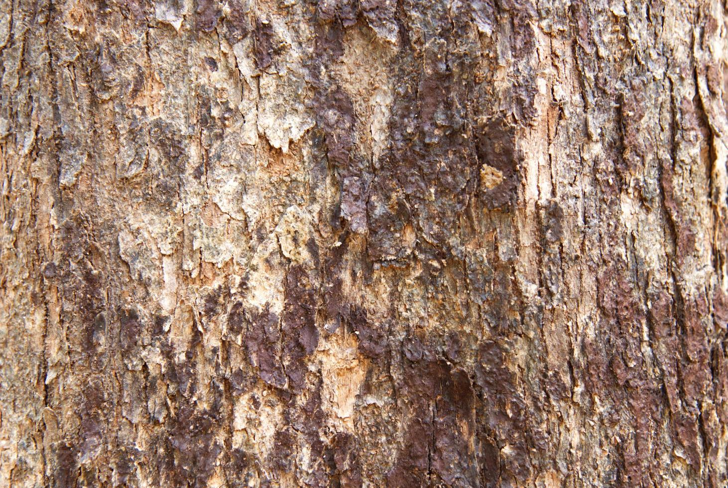 Tree Bark Background Pattern