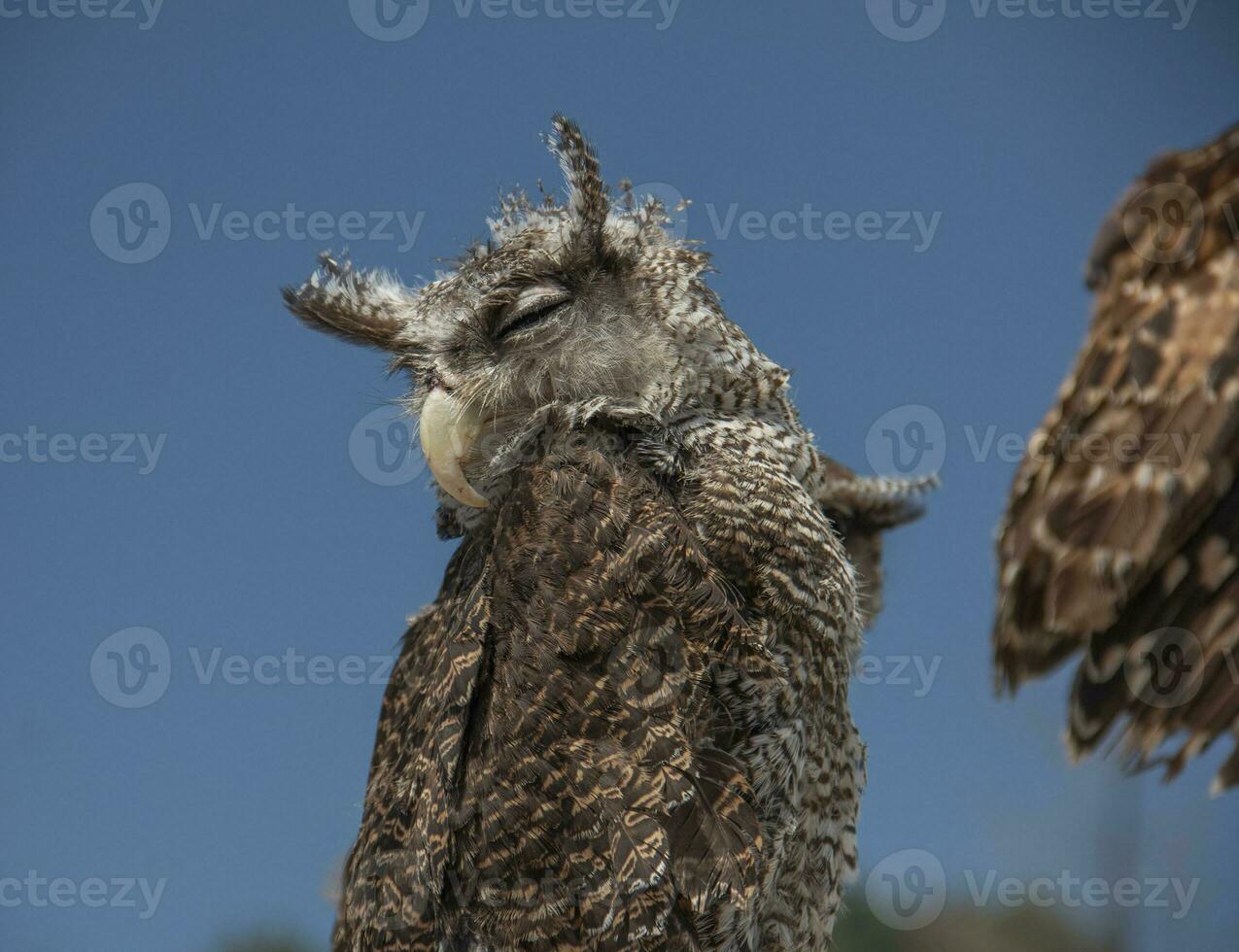 Nature Wildlife Stock Photos, Images and Backgrounds for Free Download