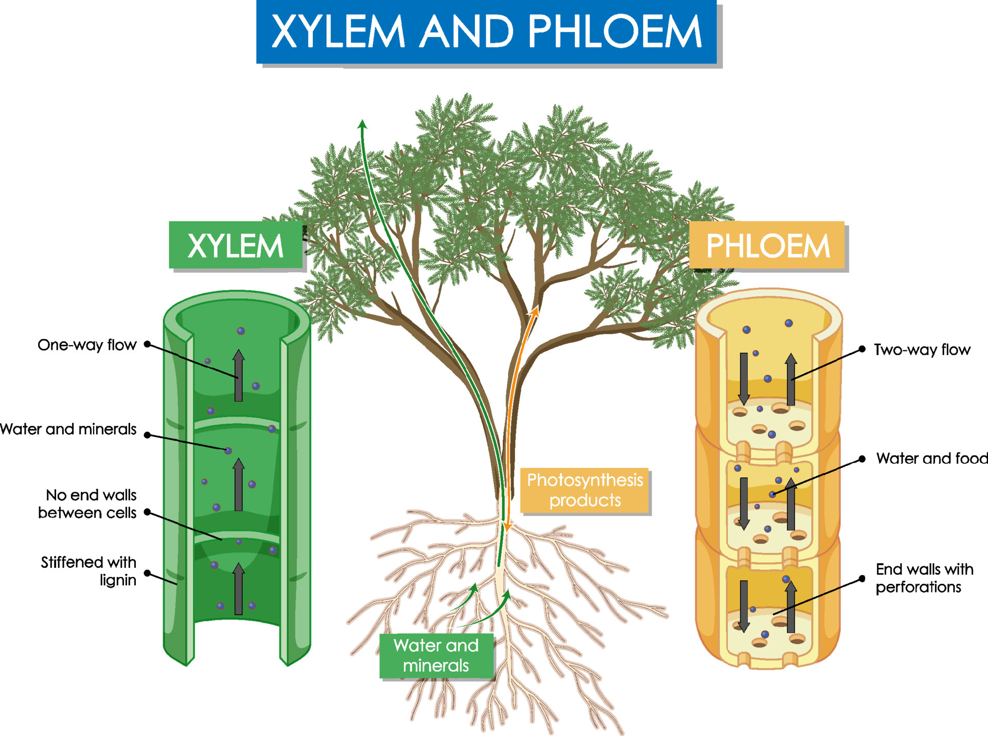 Diagram showing xylem and phloem plant 6581738 Vector Art at Vecteezy Diagram showing xylem and phloem plant 6581738 Vector Art at Vecteezy