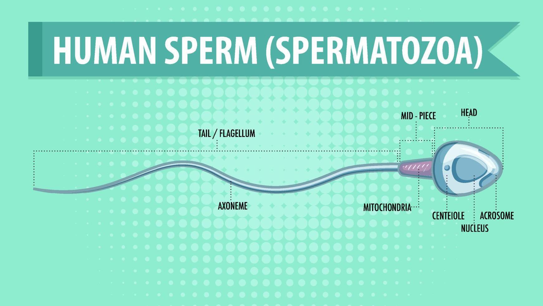 Diagram showing human sperm spermatozoa 6583001 Vector Art at Vecteezy Diagram showing human sperm spermatozoa 6583001 Vector Art at Vecteezy