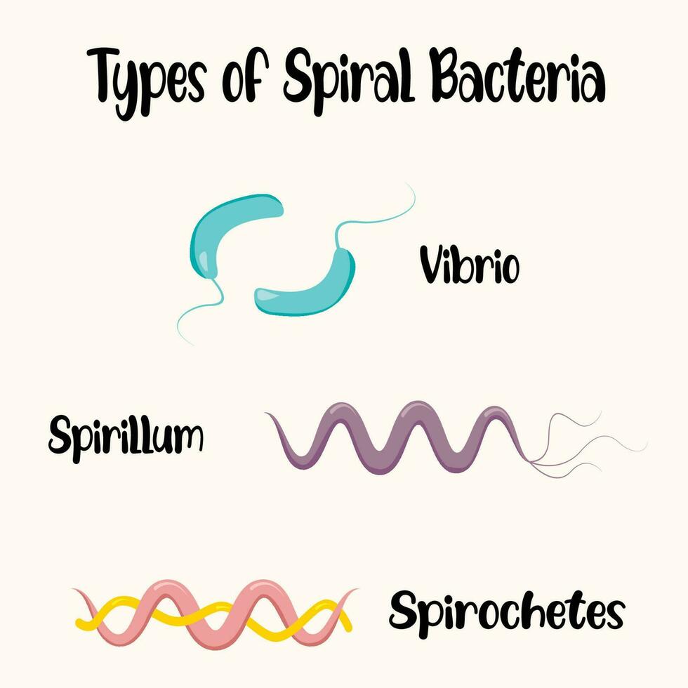 Morphology Of Spiral Bacteria 6645990 Vector Art At Vecteezy morphology-of-spiral-bacteria-6645990-vector-art-at-vecteezy
