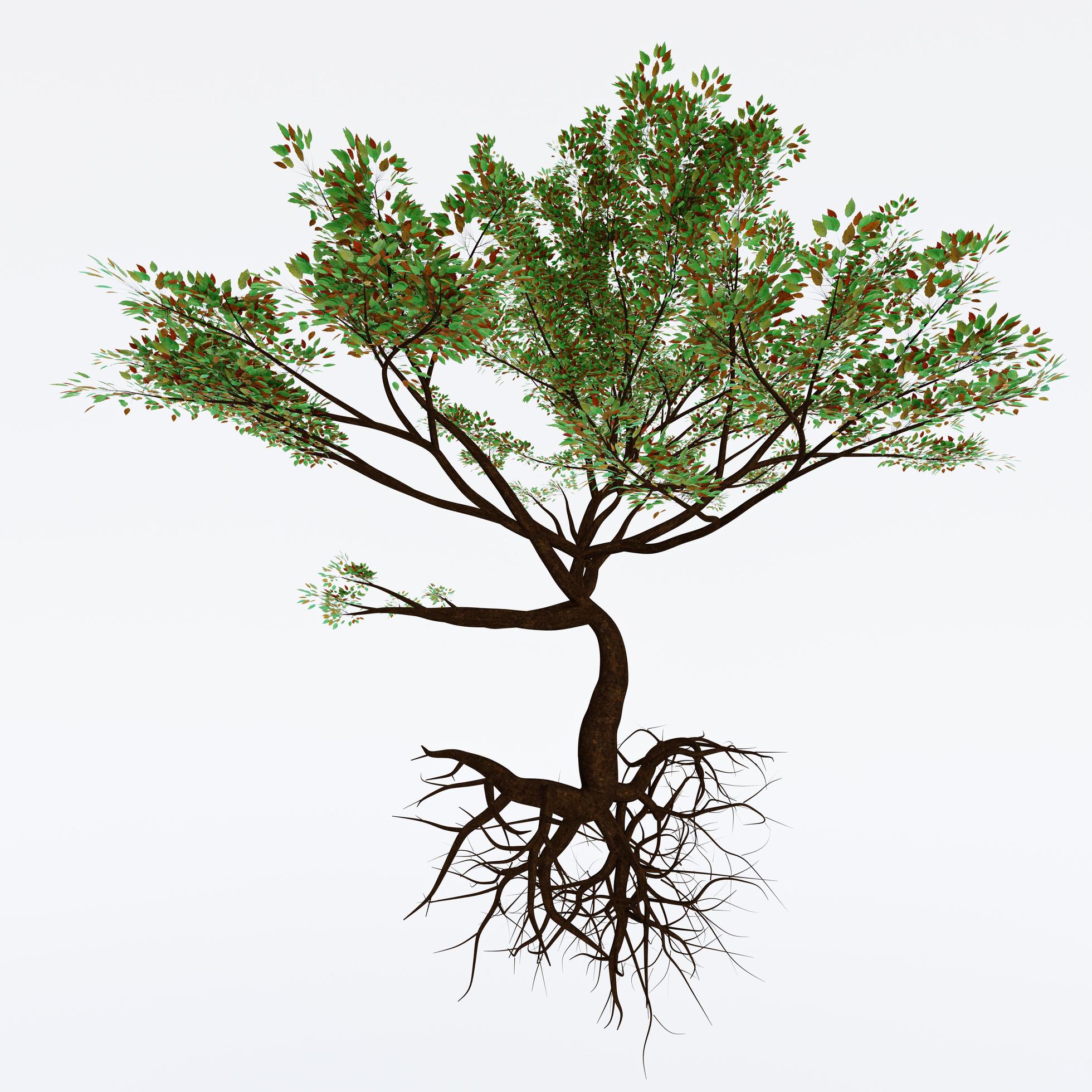 Green Tree With Roots And Branches