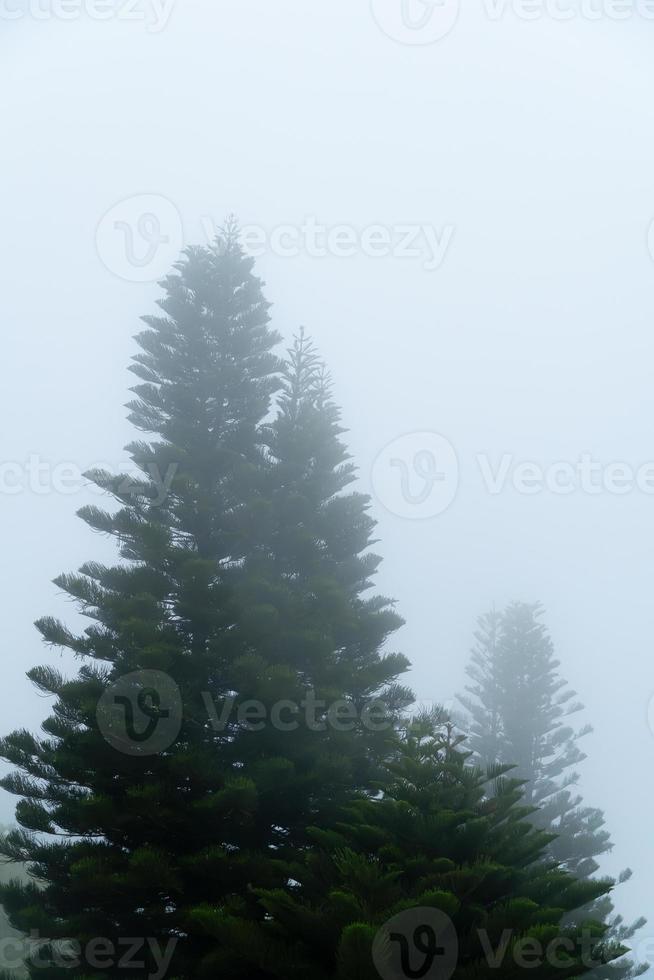 Pine trees covered in morning mist 6667717 Stock Photo at Vecteezy