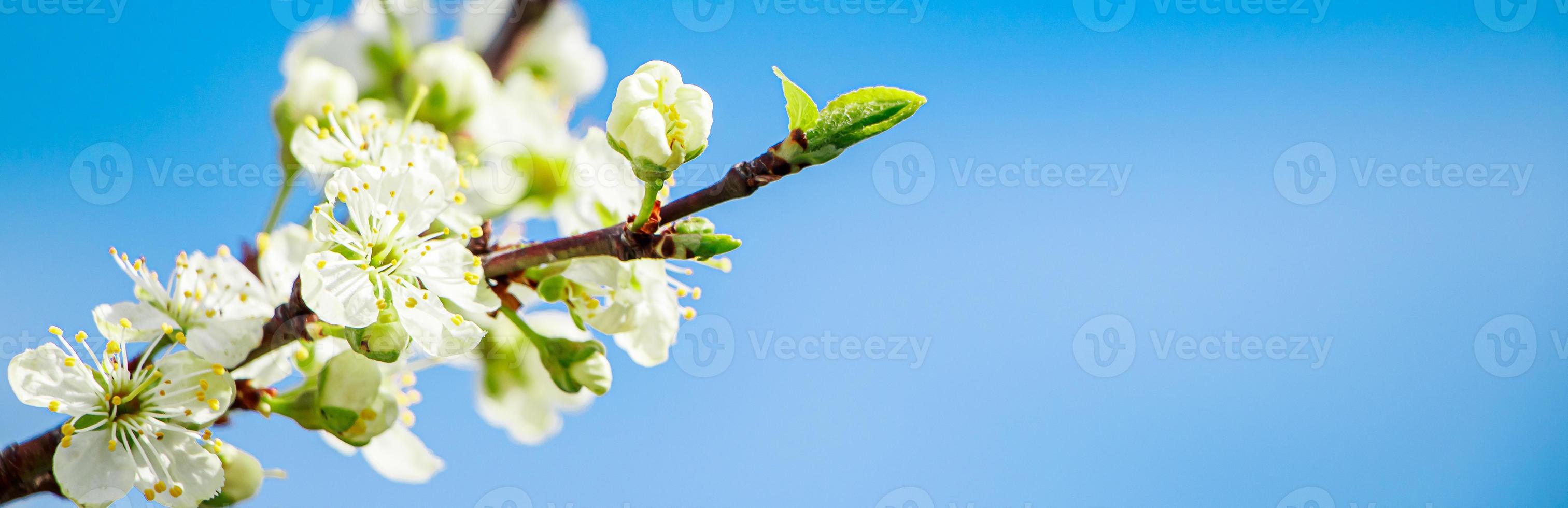 Flowering spring tree on blue sky background. 6710136 Stock Photo at ...