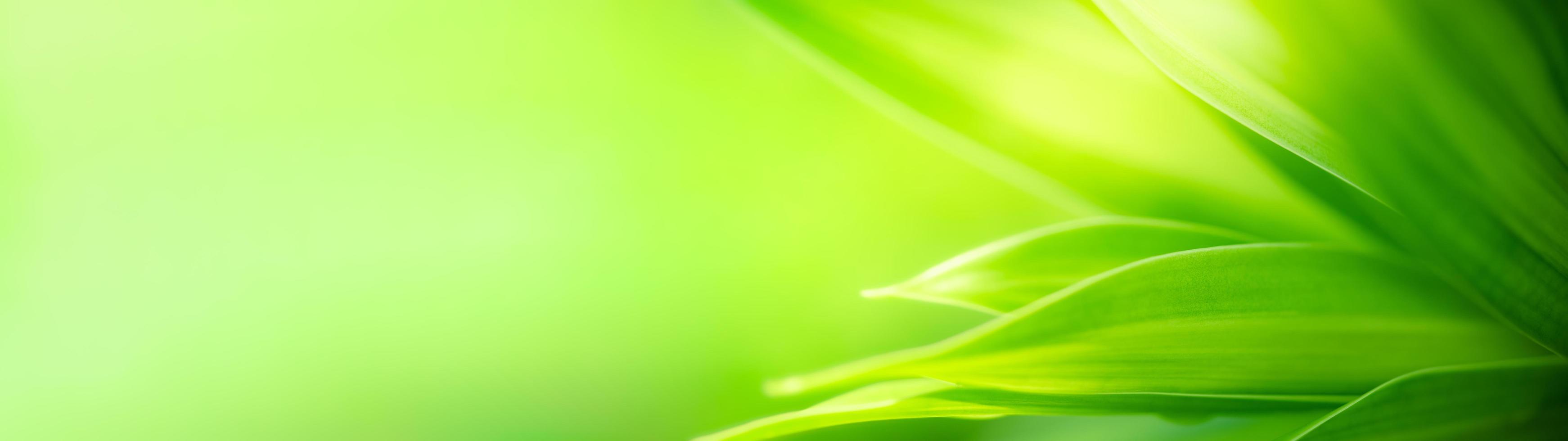 Green Wallpaper Stock Photos, Images and Backgrounds for Free Download