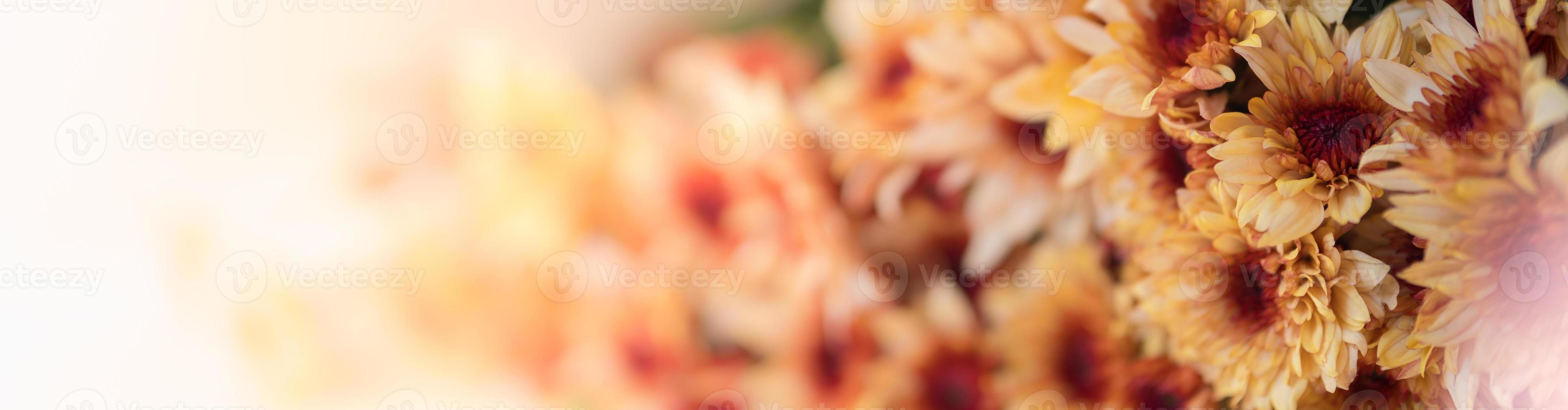 Twitter Headers Nature Flowers