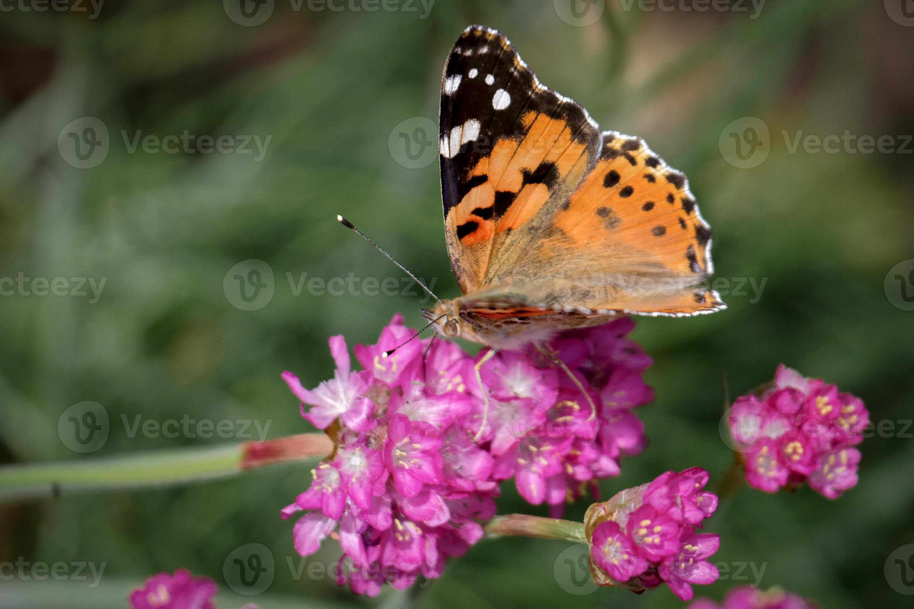 Close Up Of A Painted Lady Butterfly 6756946 Stock Photo At Vecteezy close-up-of-a-painted-lady-butterfly-6756946-stock-photo-at-vecteezy