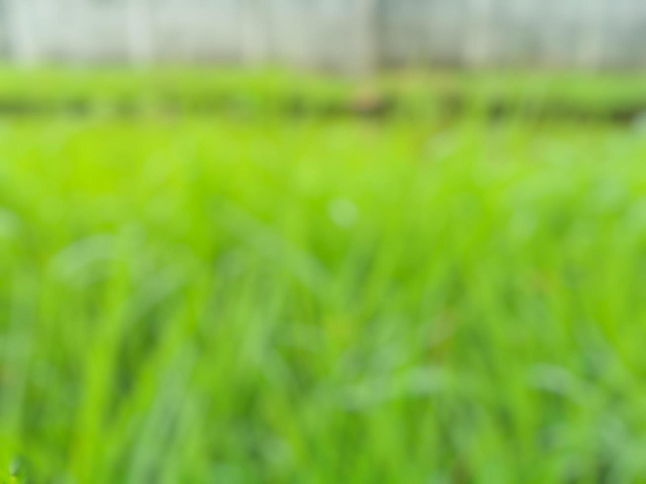 Grass Blur Stock Photos, Images and Backgrounds for Free Download