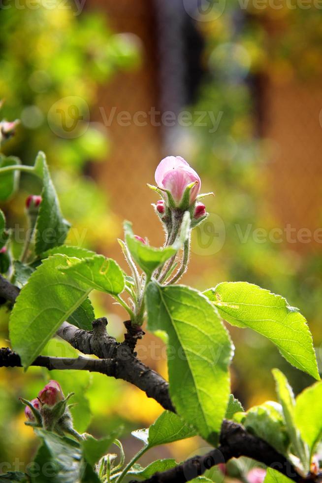 Apple Tree Logo Stock Photos, Images and Backgrounds for Free Download