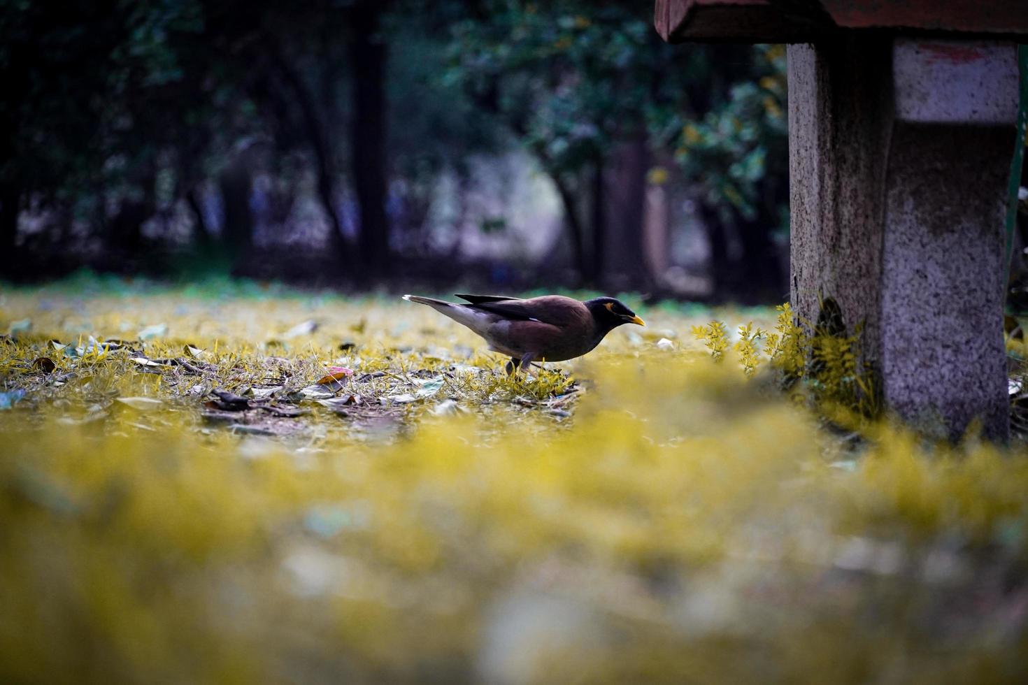 Sparrow Looking Eating Food In Park 6784331 Stock Photo At Vecteezy sparrow-looking-eating-food-in-park-6784331-stock-photo-at-vecteezy