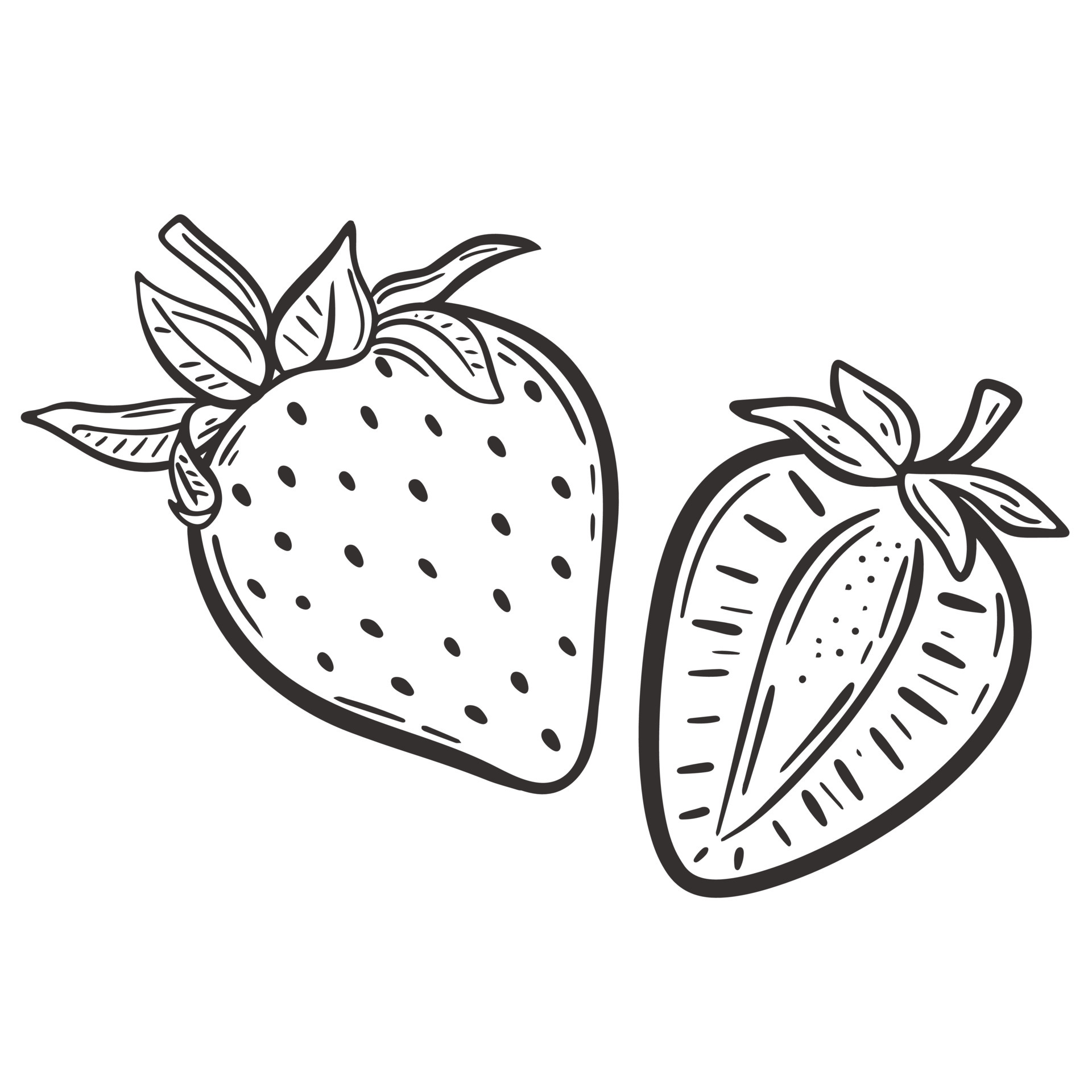 Strawberry Whole And Half Sketch Vector Illustration 6792576 Vector Art At Vecteezy