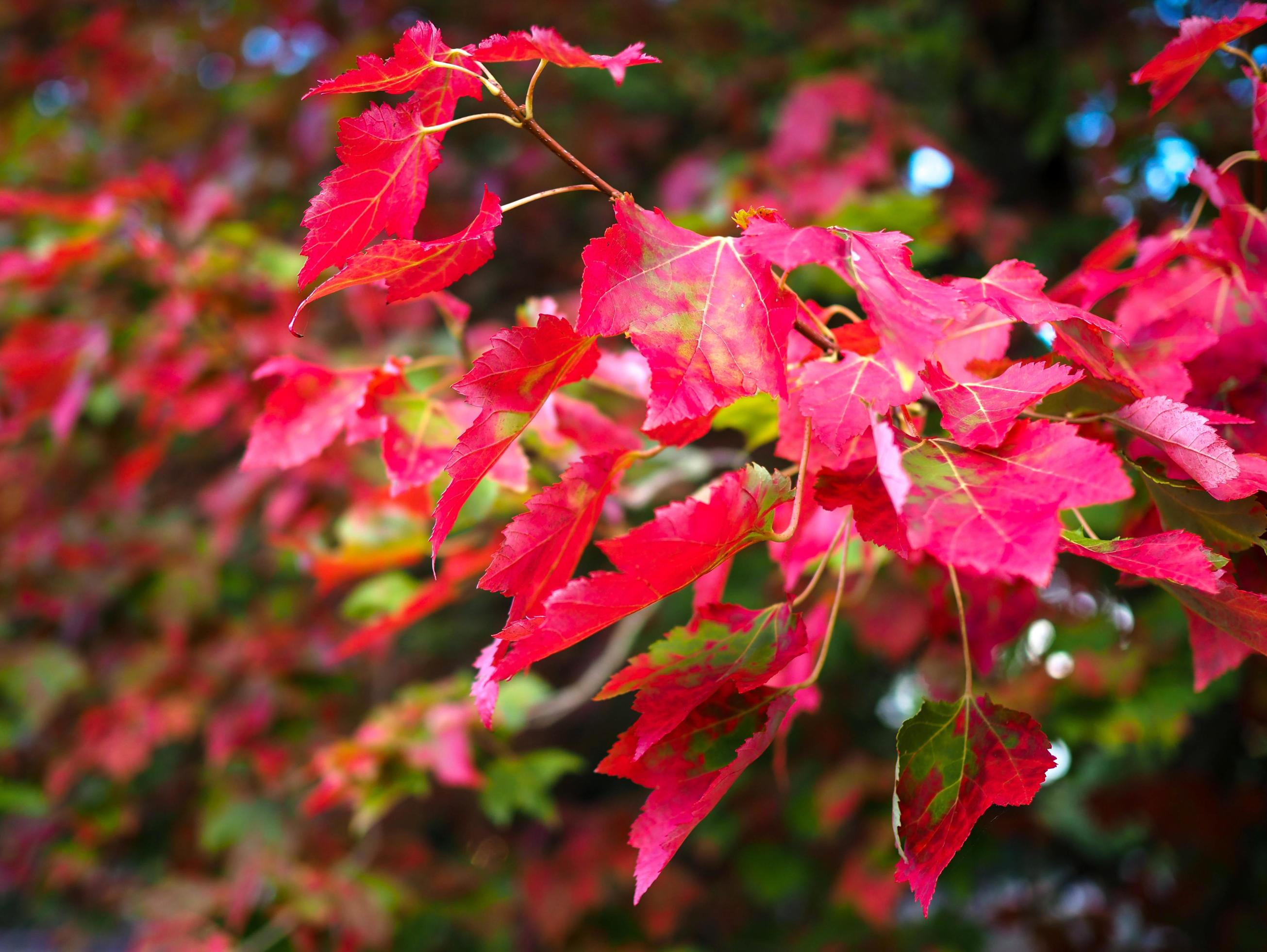 Maple Leaves Turning Red In The Autumn Sunshine 6824864 Stock Photo At maple-leaves-turning-red-in-the-autumn-sunshine-6824864-stock-photo-at