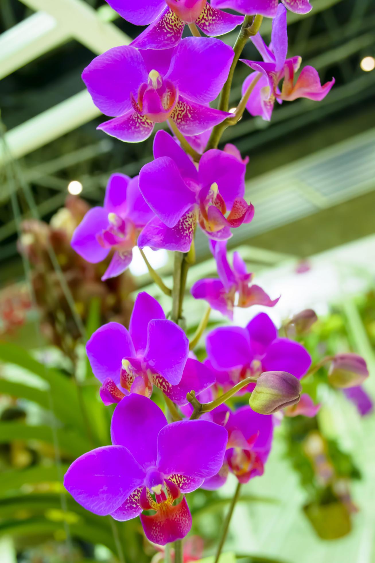 Orchidaceae Is A Diverse And Widespread Family Of Flowering Plants orchidaceae-is-a-diverse-and-widespread-family-of-flowering-plants