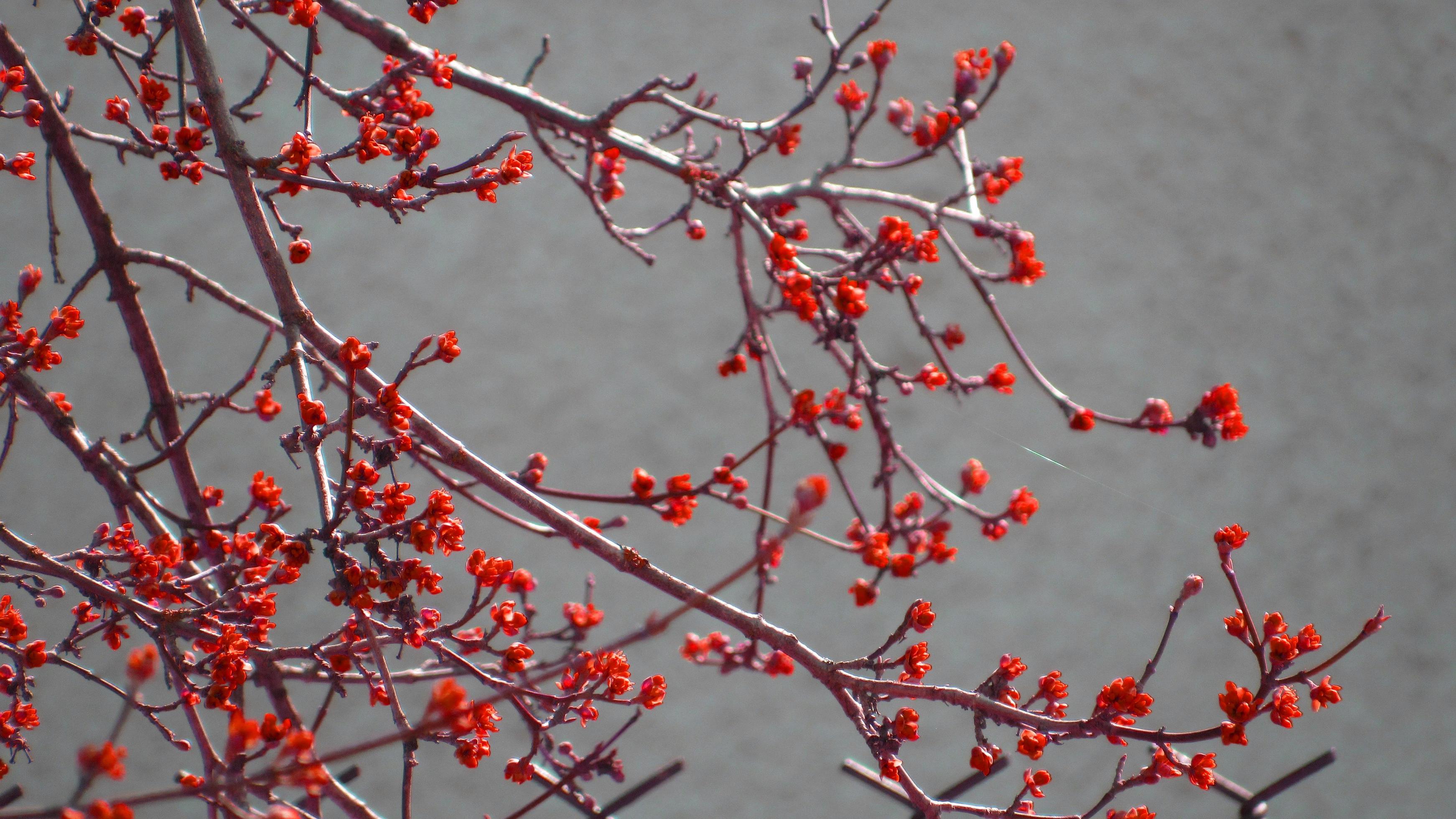 Nature background. flowering tree in spring. tree with flowers on ...