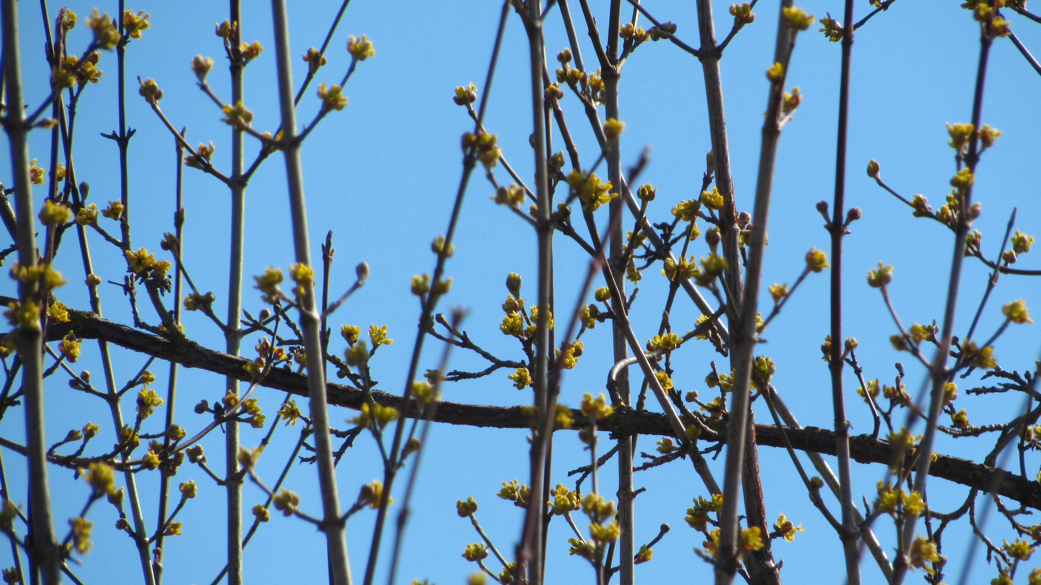 Nature background. flowering tree in spring. tree with flowers on ...