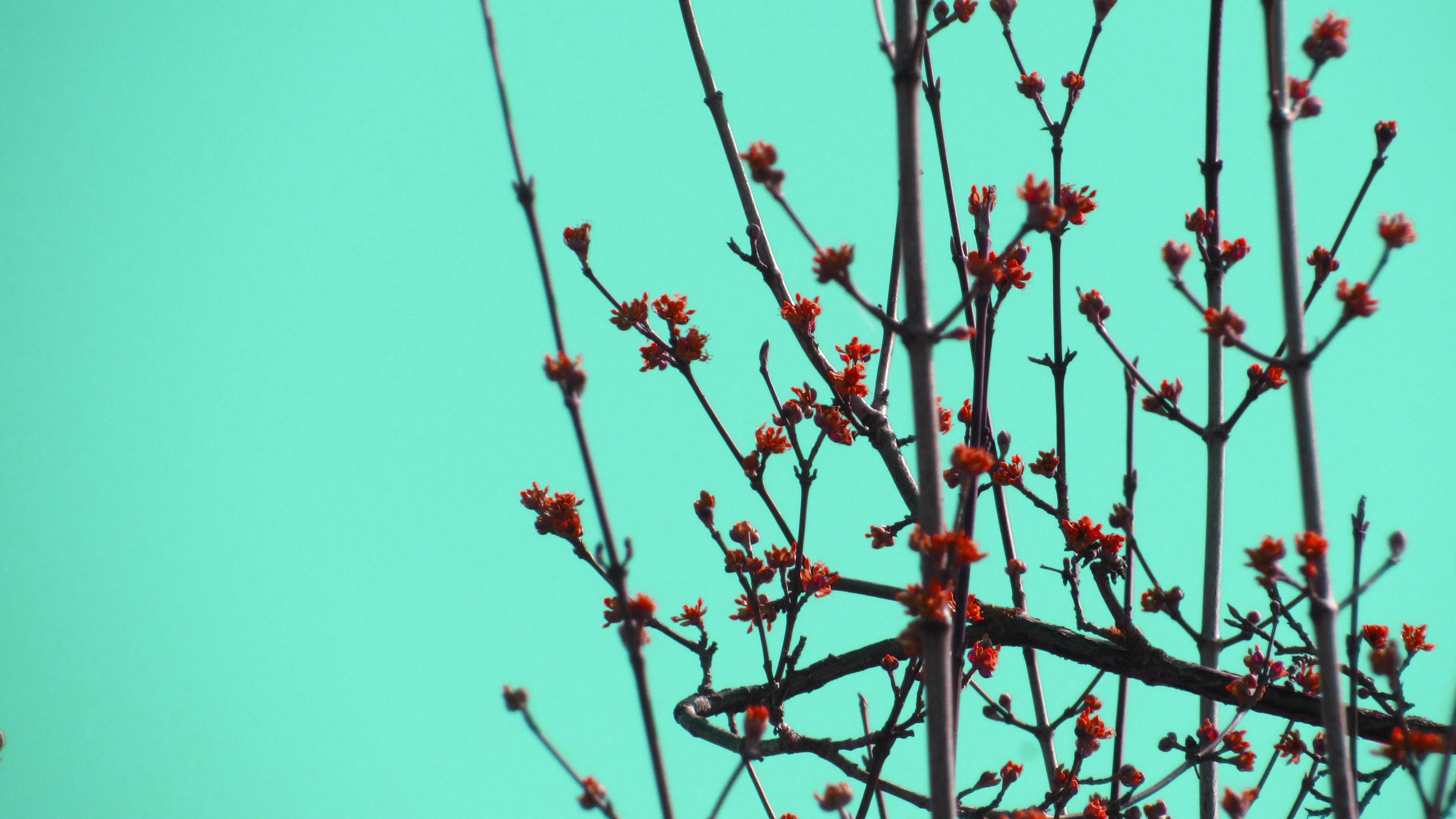 Nature background. flowering tree in spring. tree with flowers on ...