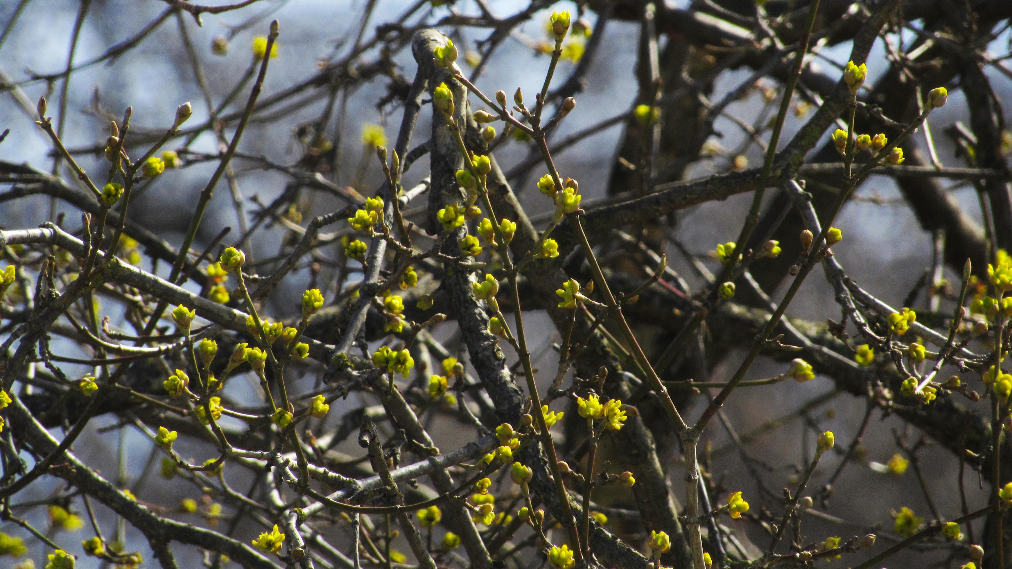 Nature background. flowering tree in spring. tree with yellow flowers ...