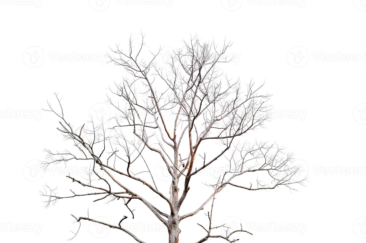 Dry twigs, dry trees on a white background Object concept 6866975 Stock ... Dry twigs, dry trees on a white background Object concept 6866975 Stock ...