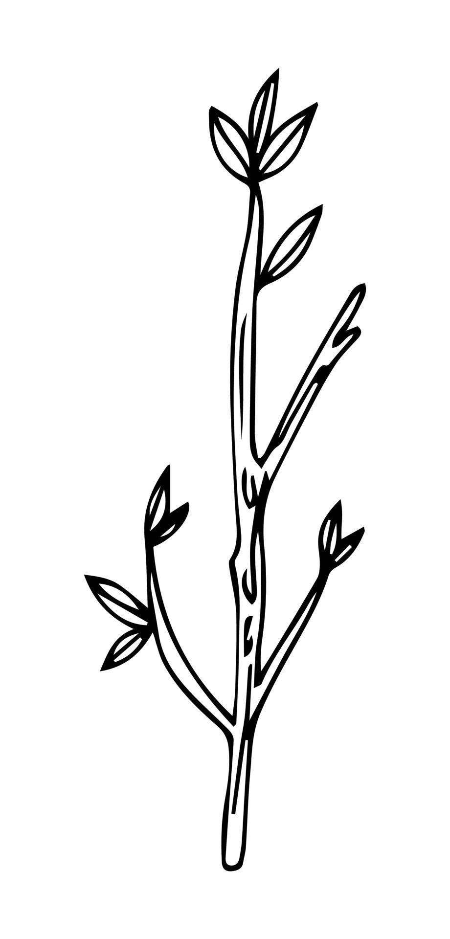 hand draw sketch of tree branches 6872606 Vector Art at Vecteezy